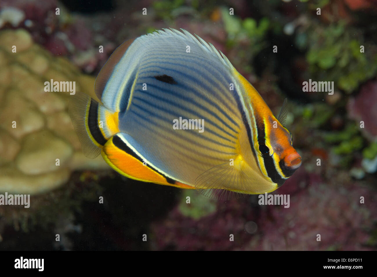 Indian redfin butterflyfish scientific name hi-res stock photography ...