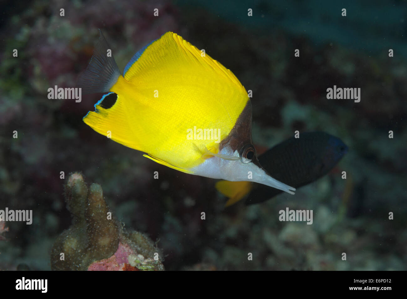 Longnose butterflyfish hi-res stock photography and images - Alamy
