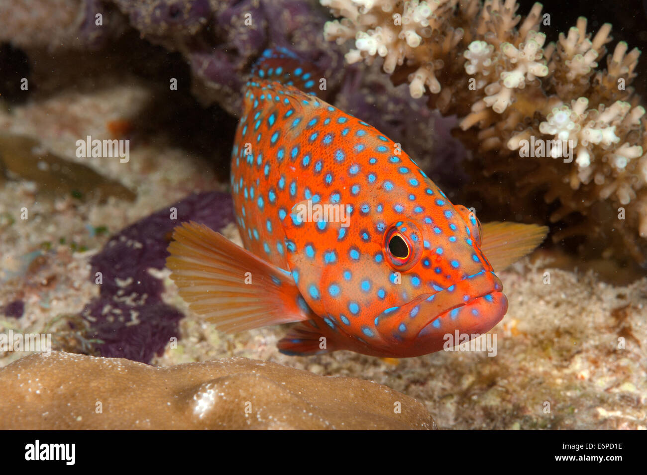 Grouper in maldives hi-res stock photography and images - Alamy