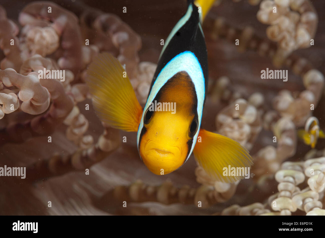 Threeband anemonefish in Maldives, Indian Ocean Stock Photo - Alamy