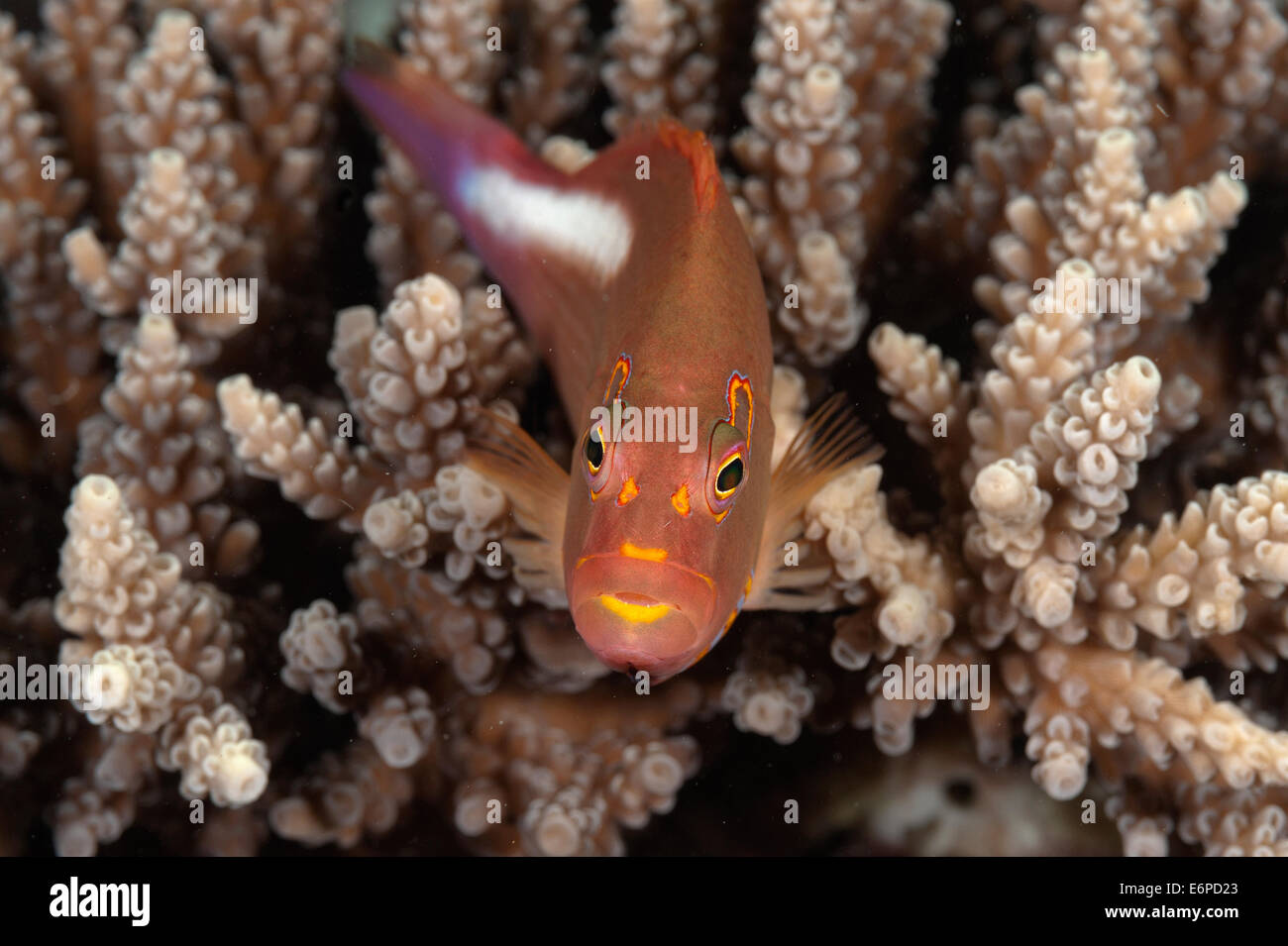 Arc eye hi-res stock photography and images - Alamy