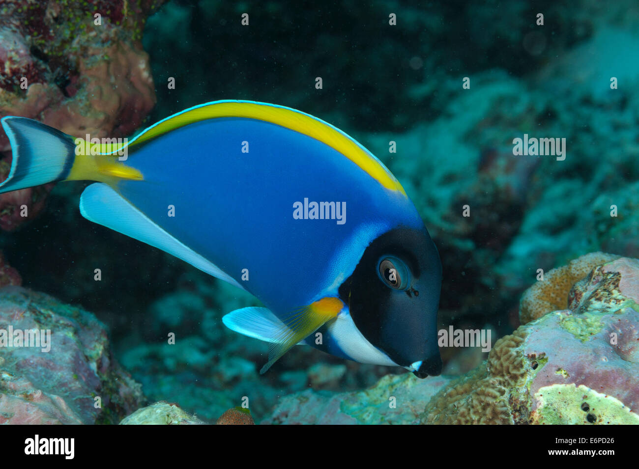 Powderblue surgeonfish scientific name hi-res stock photography and ...