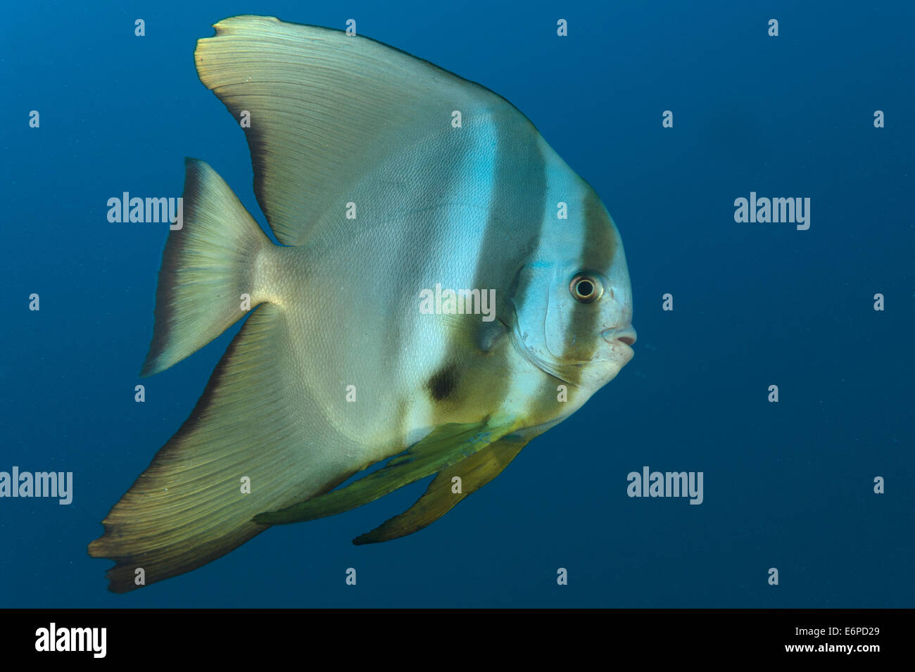 Teira batfish in Maldives, Indian Ocean Stock Photo - Alamy