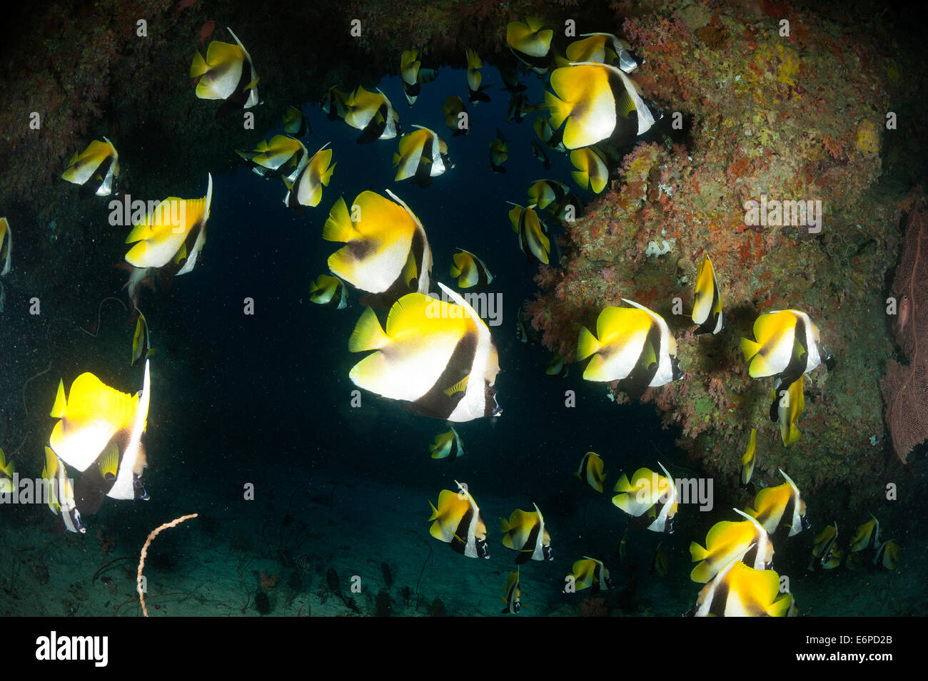 School of Masked bannerfish in Maldives, Indian Ocean Stock Photo - Alamy