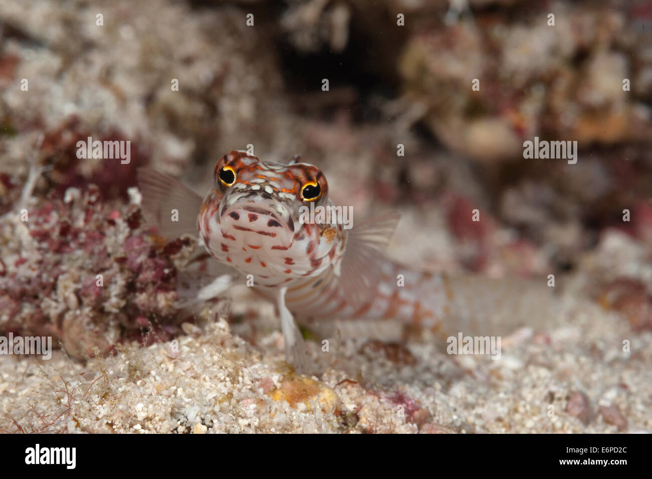Reef lizardfish in Maldives, Indian Ocean Stock Photo - Alamy