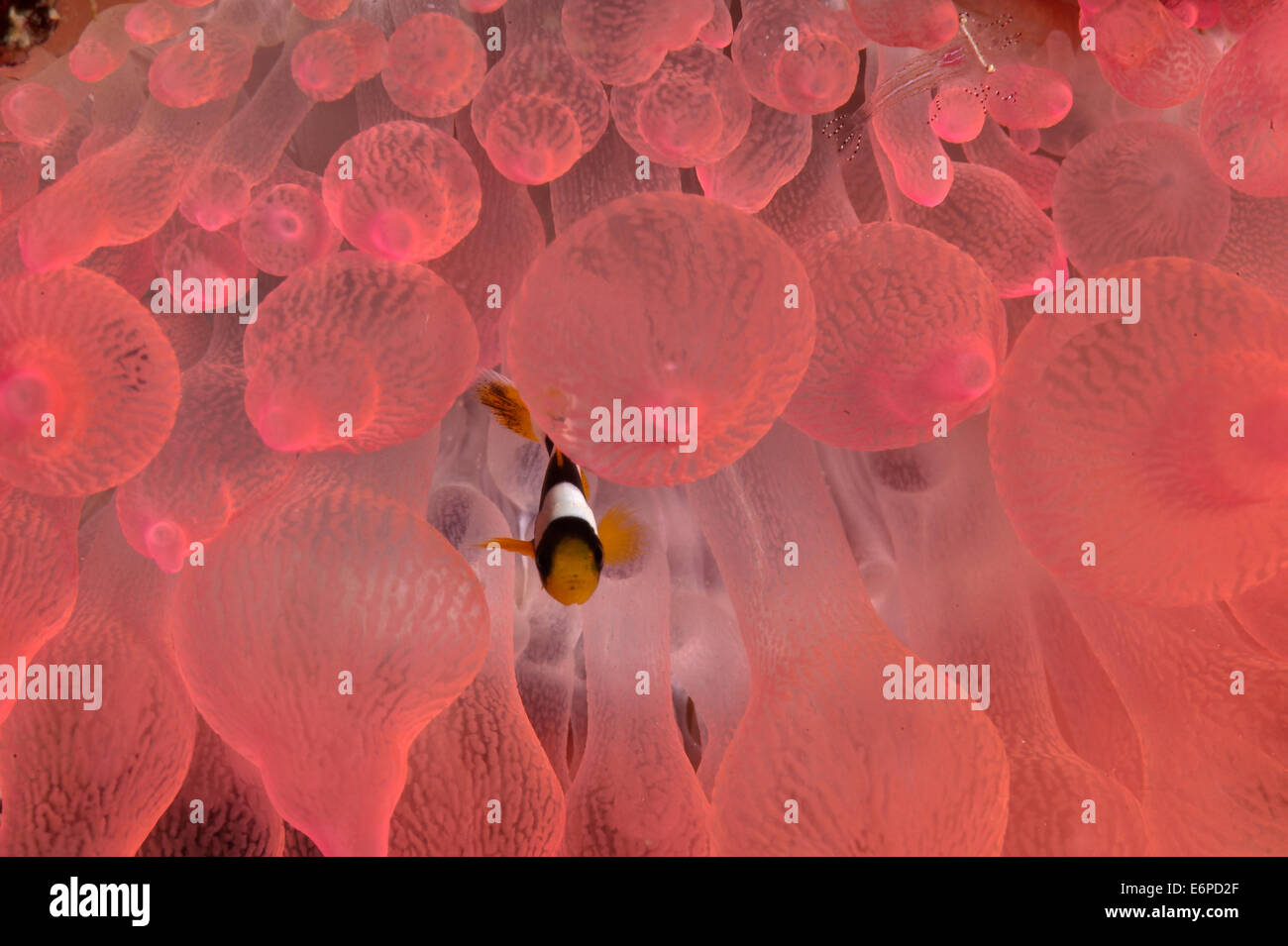 Juvenile threeband anemonefish scientific name hi-res stock photography ...