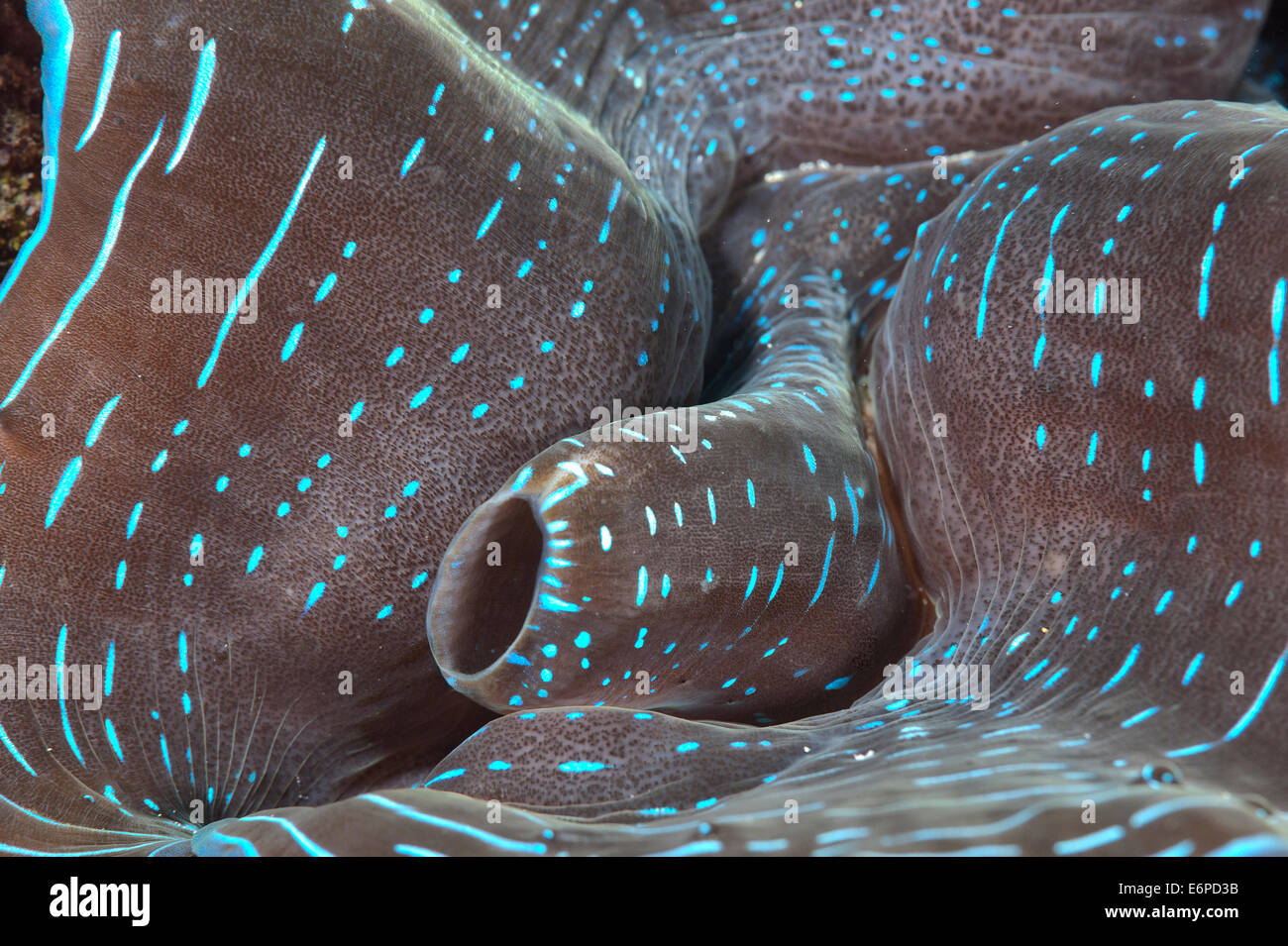 Giant clam hi-res stock photography and images - Alamy