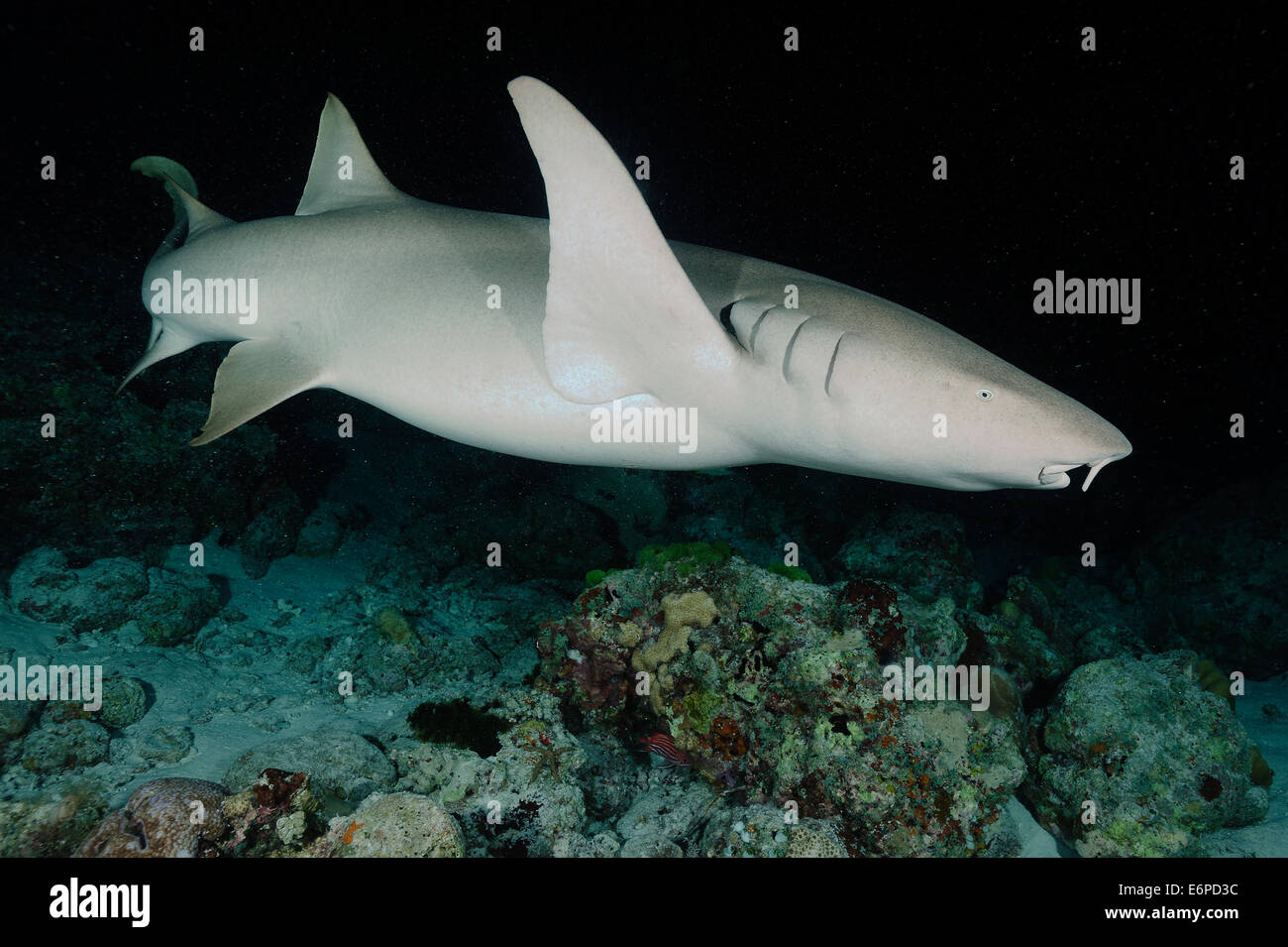 Tawny nurse shark in Maldives, Indian Ocean Stock Photo - Alamy