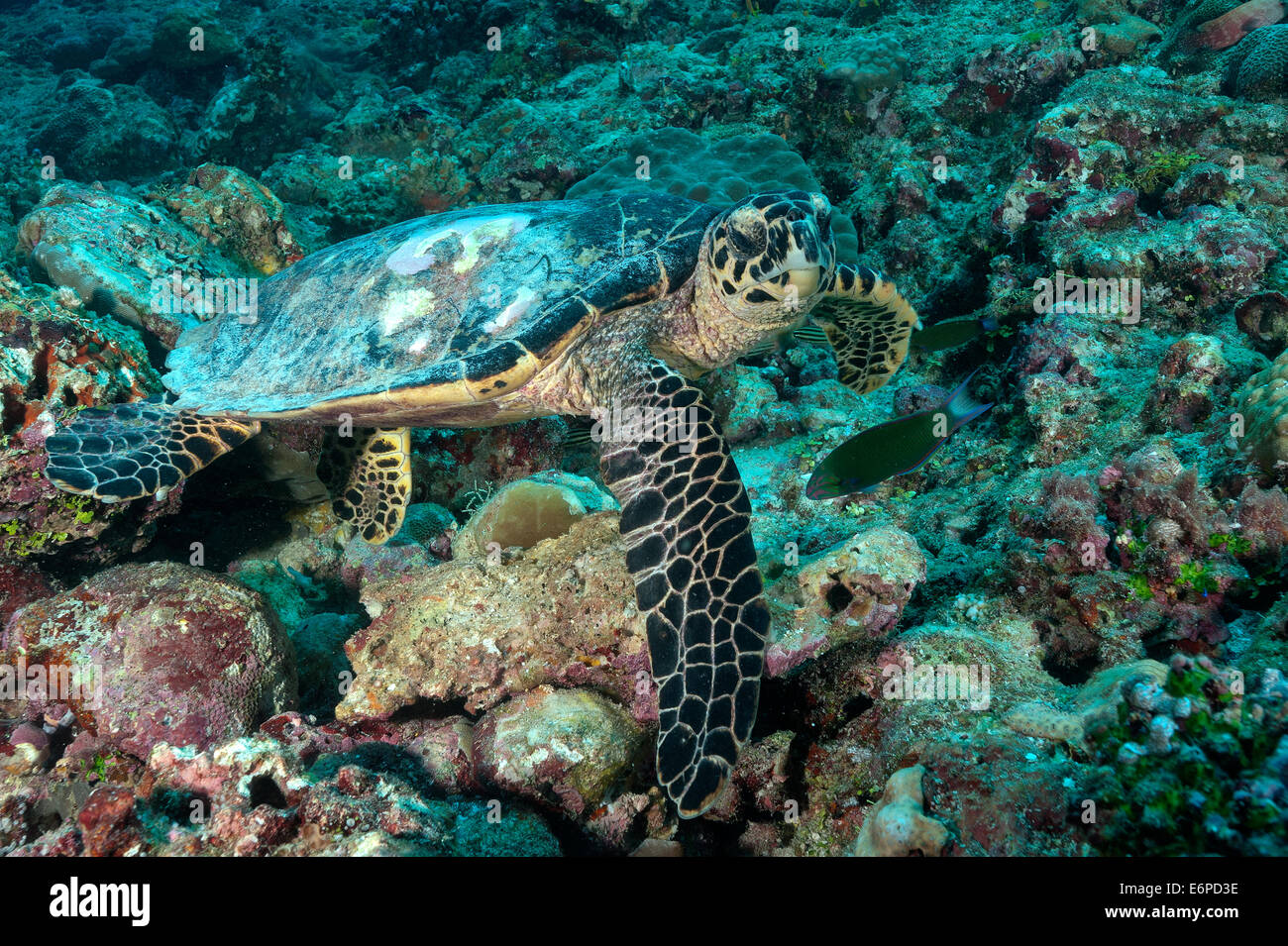 Indian turtle hi-res stock photography and images - Alamy