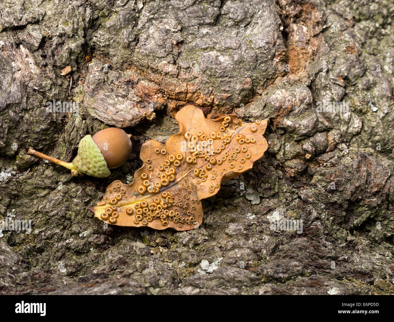 Oak galls hi-res stock photography and images - Alamy