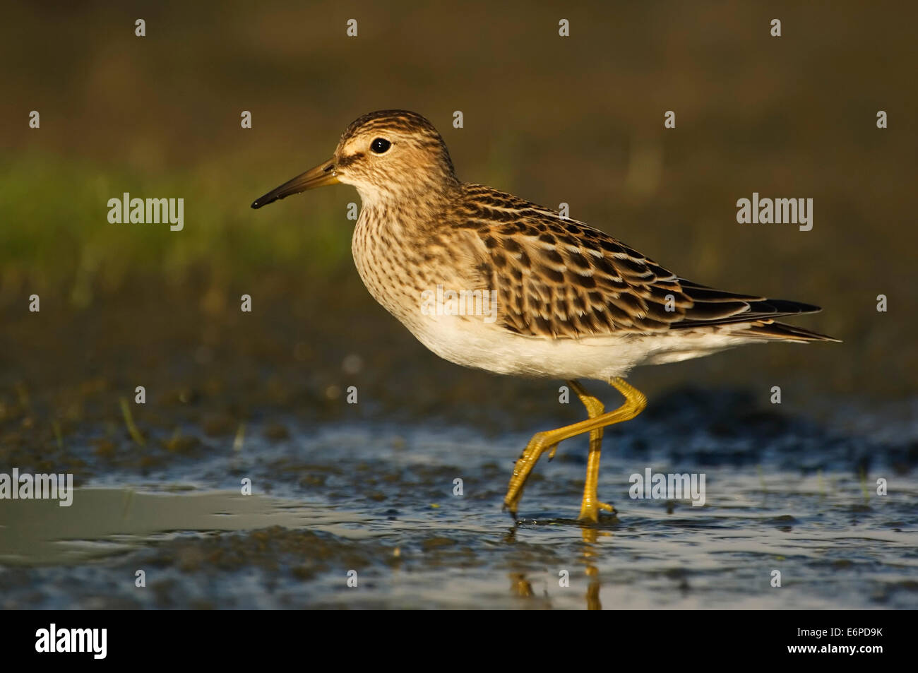 Juvenile pectoral sandpiper portrait during fall migration Stock Photo ...