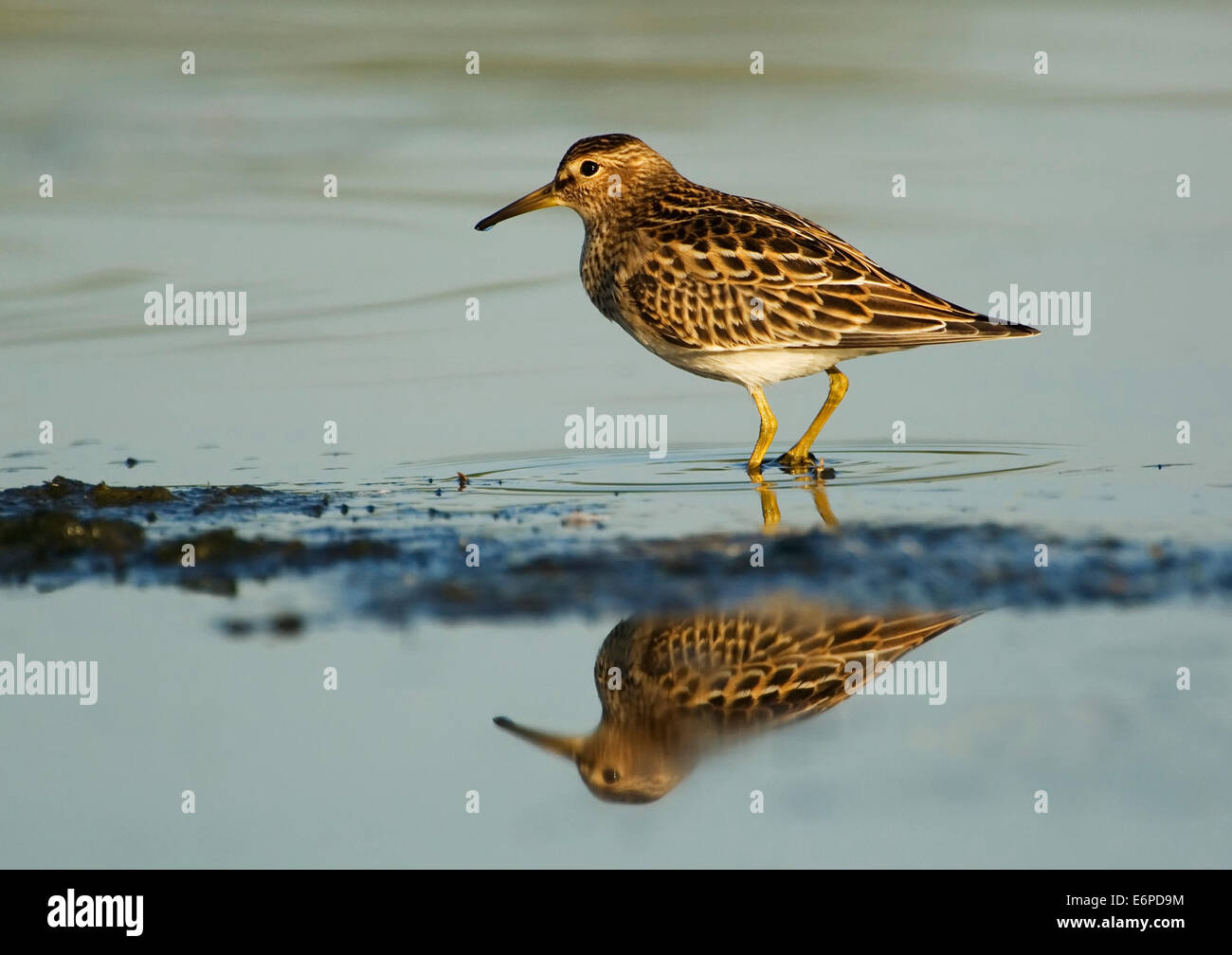 Juvenile pectoral sandpiper during fall migration Stock Photo - Alamy