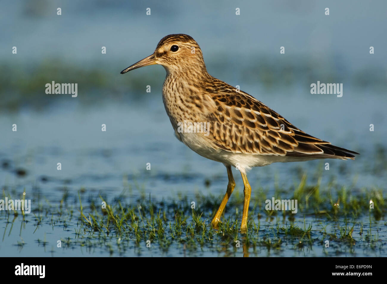 Pectoral Sandpipers High Resolution Stock Photography and Images - Alamy
