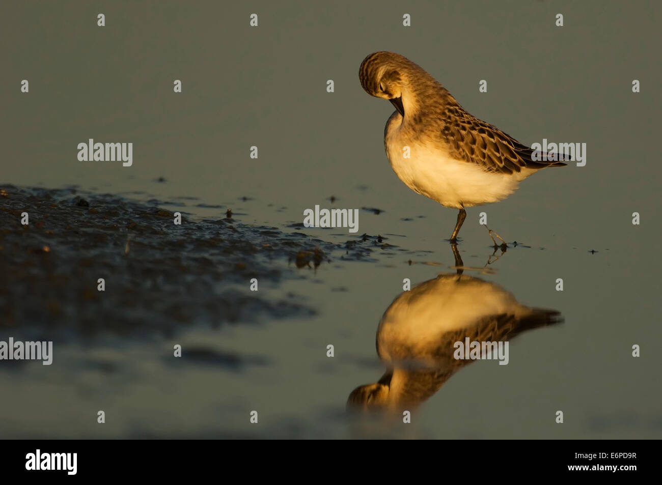 Preening juvenile semi-palmated sandpiper Stock Photo - Alamy