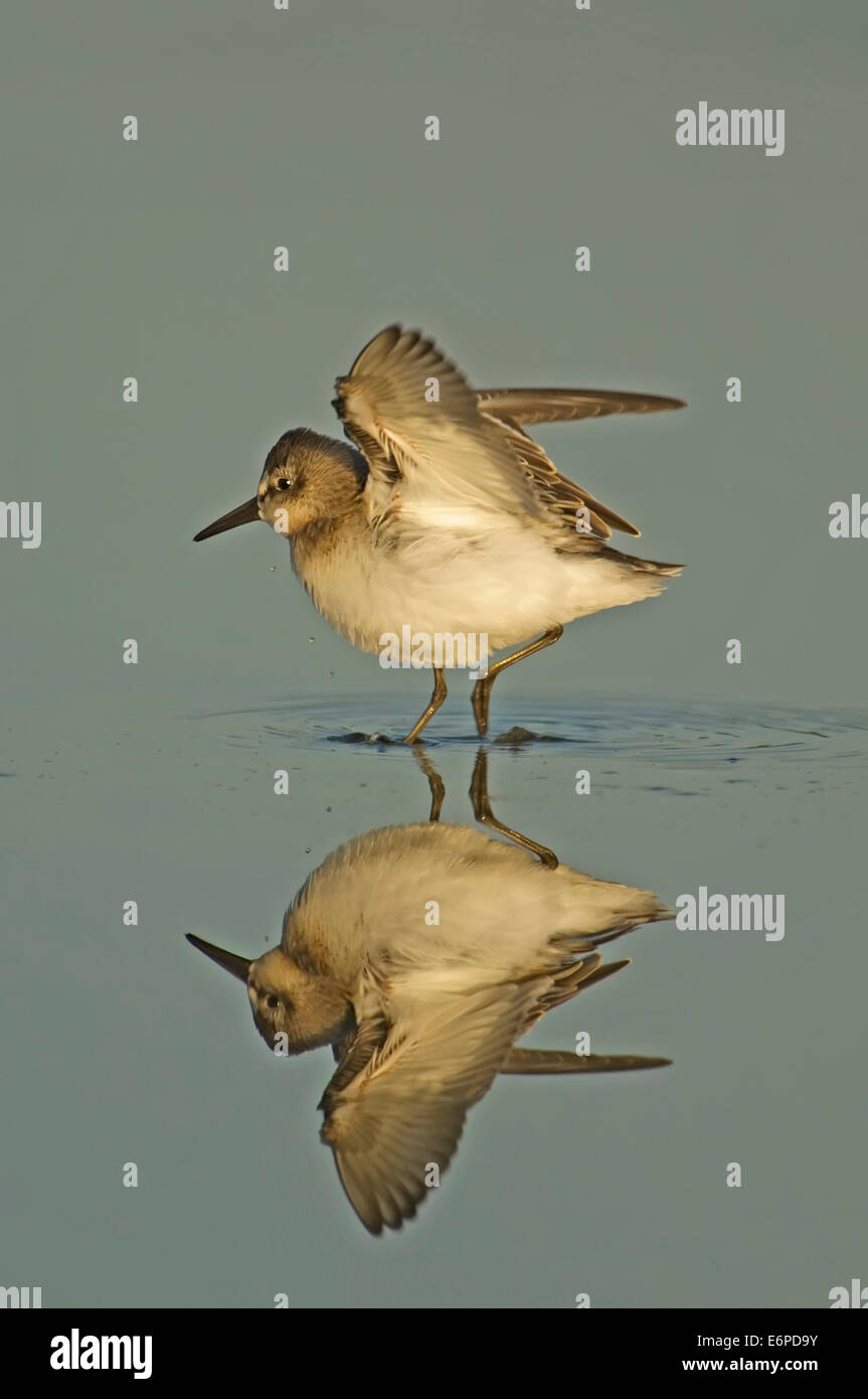 Semi-palmated sandpiper in wetland with raised wings Stock Photo - Alamy