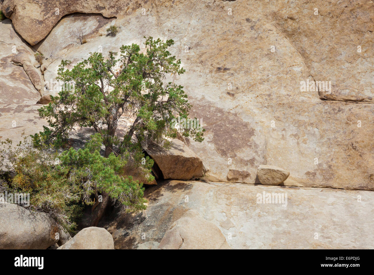 Tree growing from rock hi-res stock photography and images - Alamy