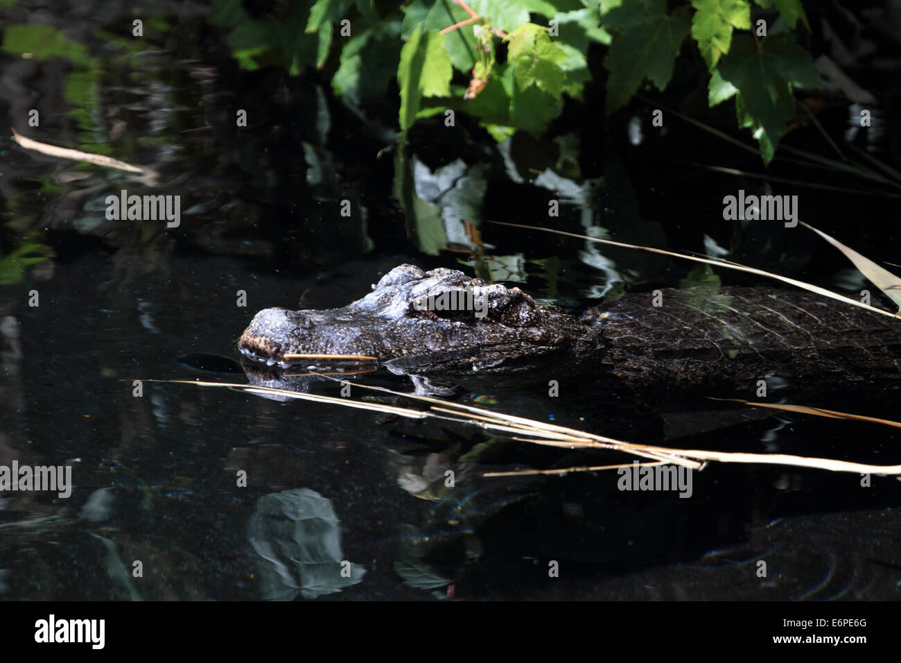 An American Alligator, Alligator mississippiensis, at the Cape May ...
