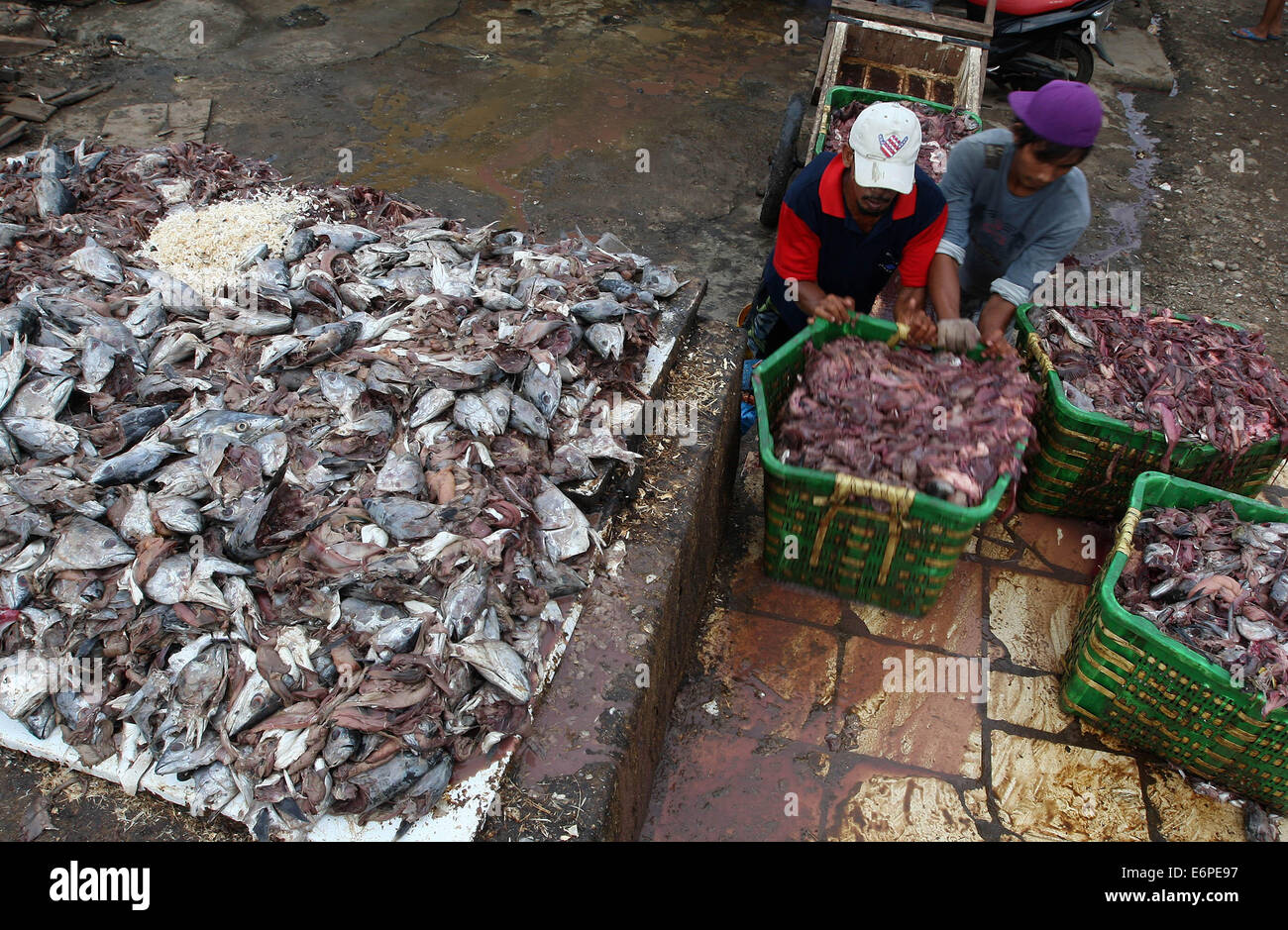 Fish guts hi-res stock photography and images - Alamy