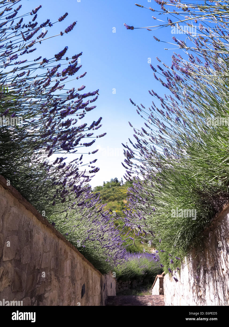 Lavender stem hi-res stock photography and images - Alamy