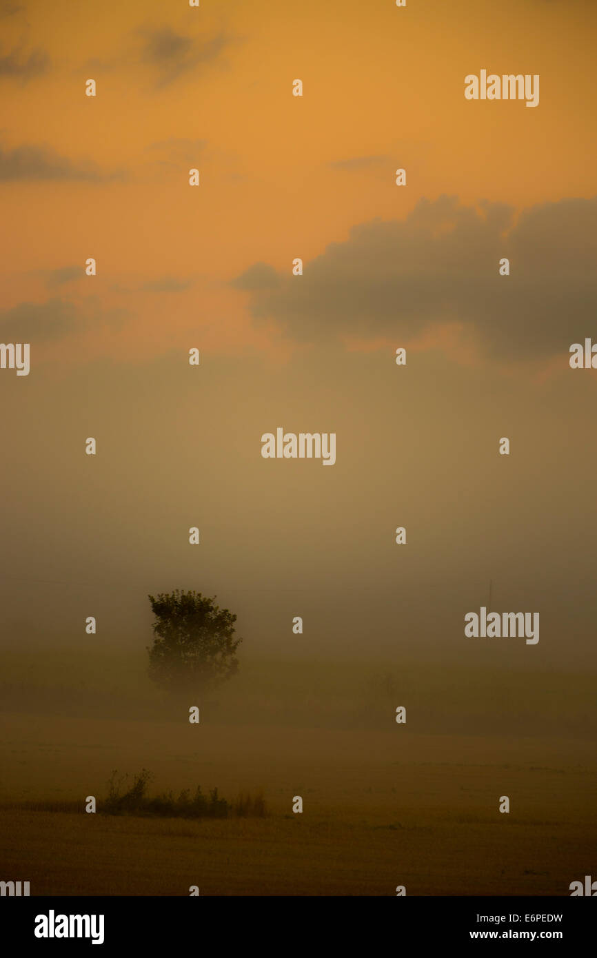 Bush silhouettes hi-res stock photography and images - Alamy