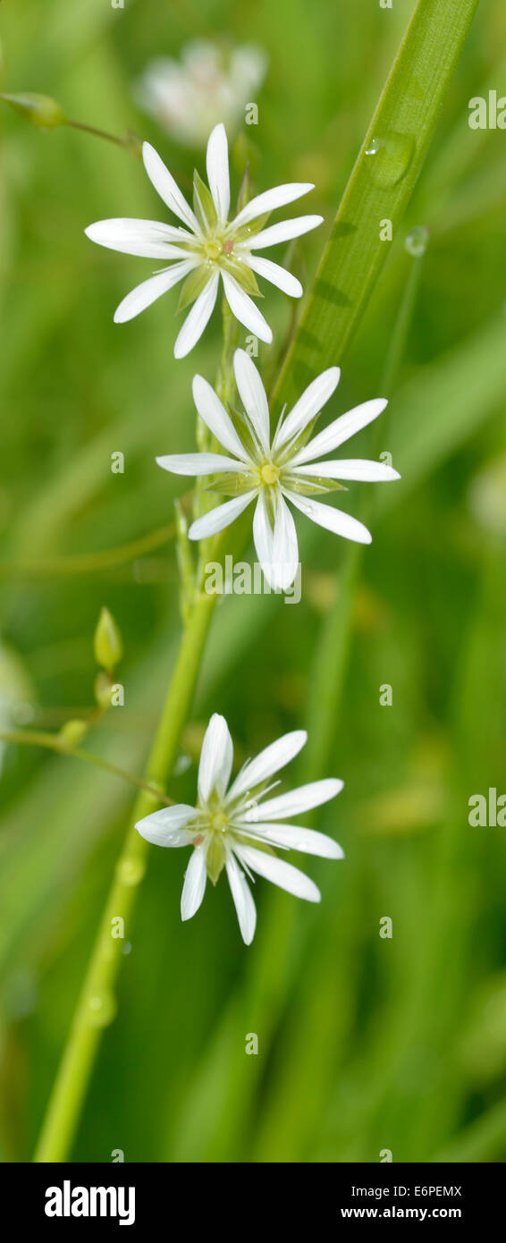 Lesser stitchwort (Stellaria graminea), UK Stock Photo - Alamy