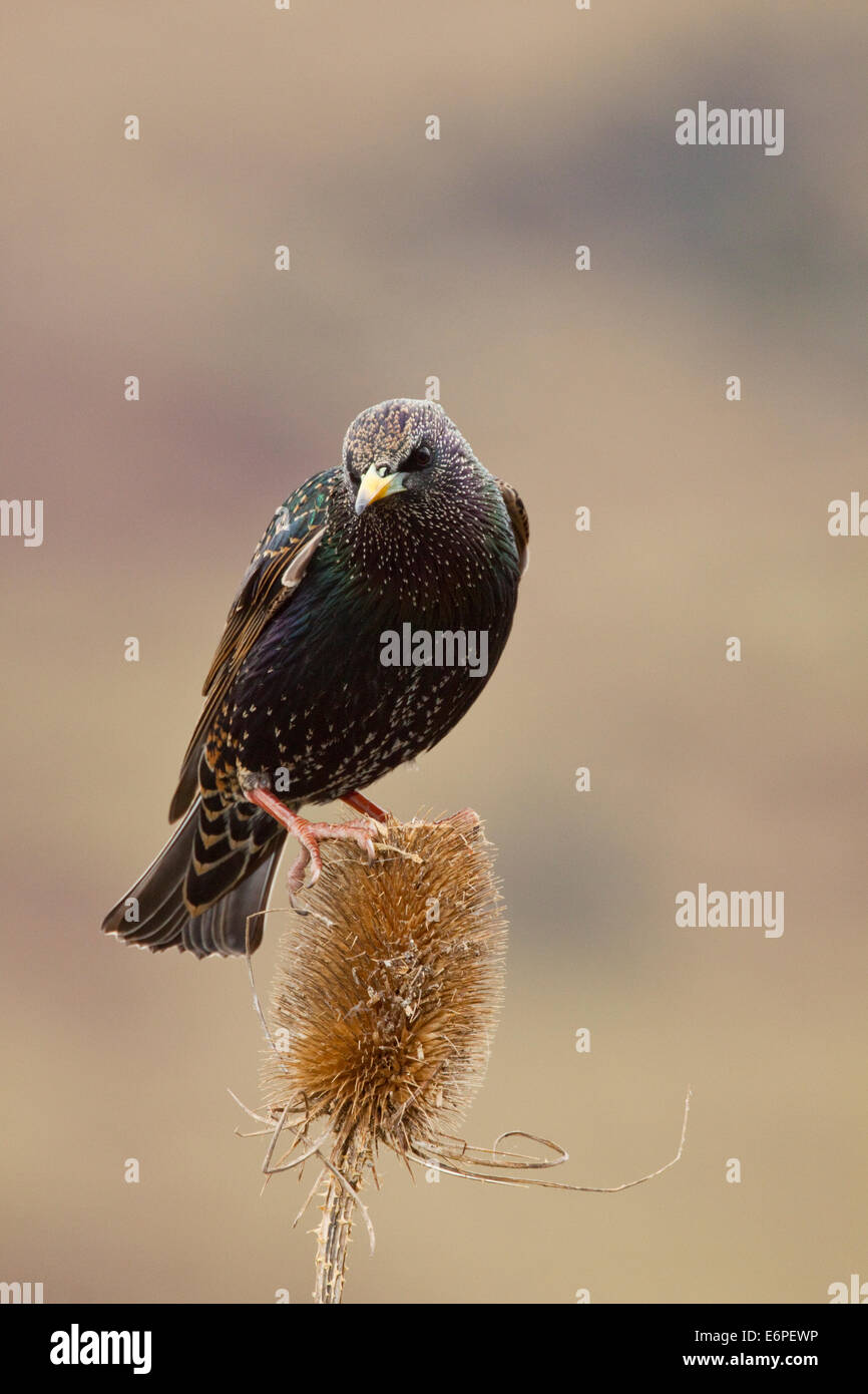 a colorful starling bird perched on a teasel hog Stock Photo - Alamy