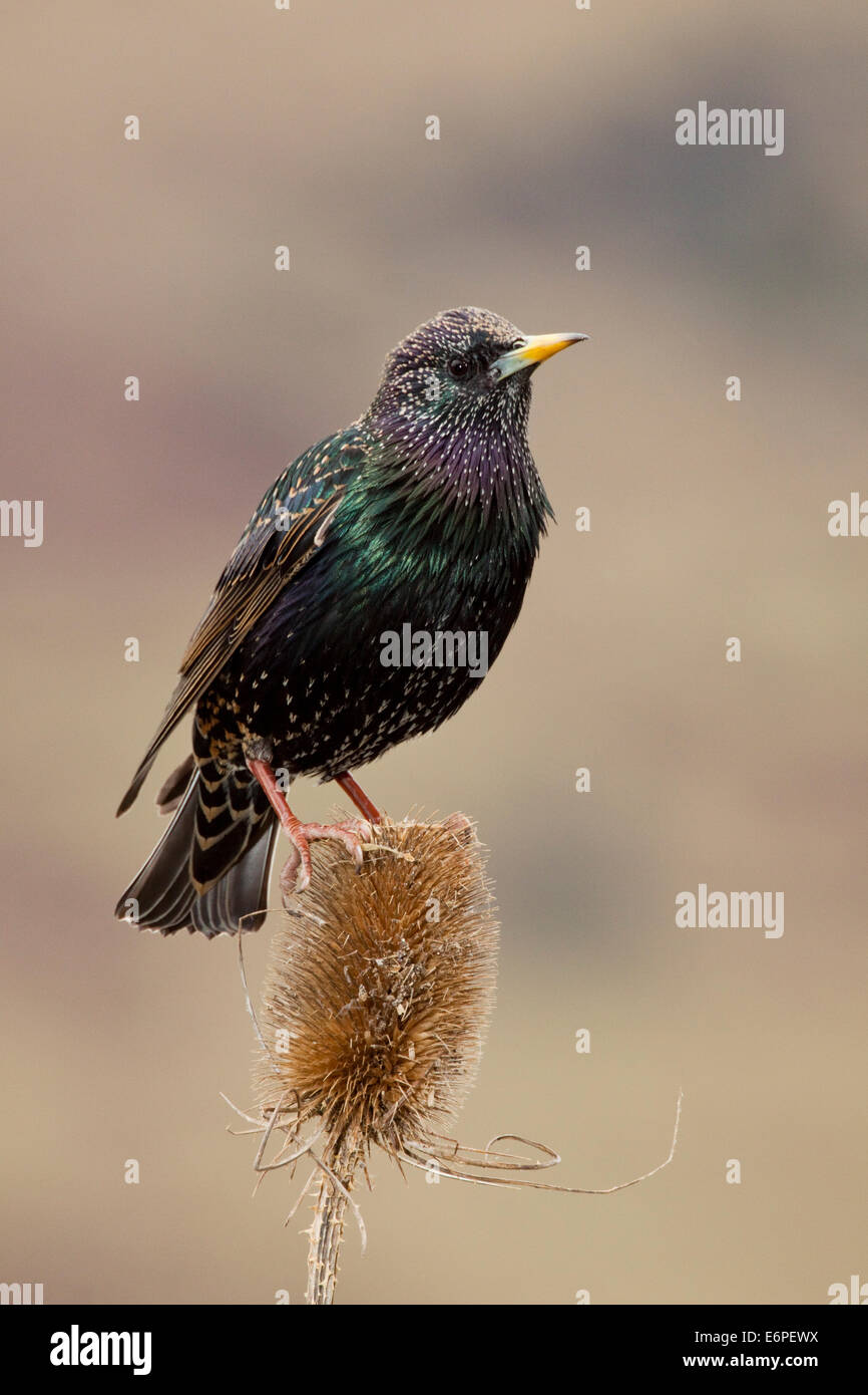 Starling bird hi-res stock photography and images - Alamy