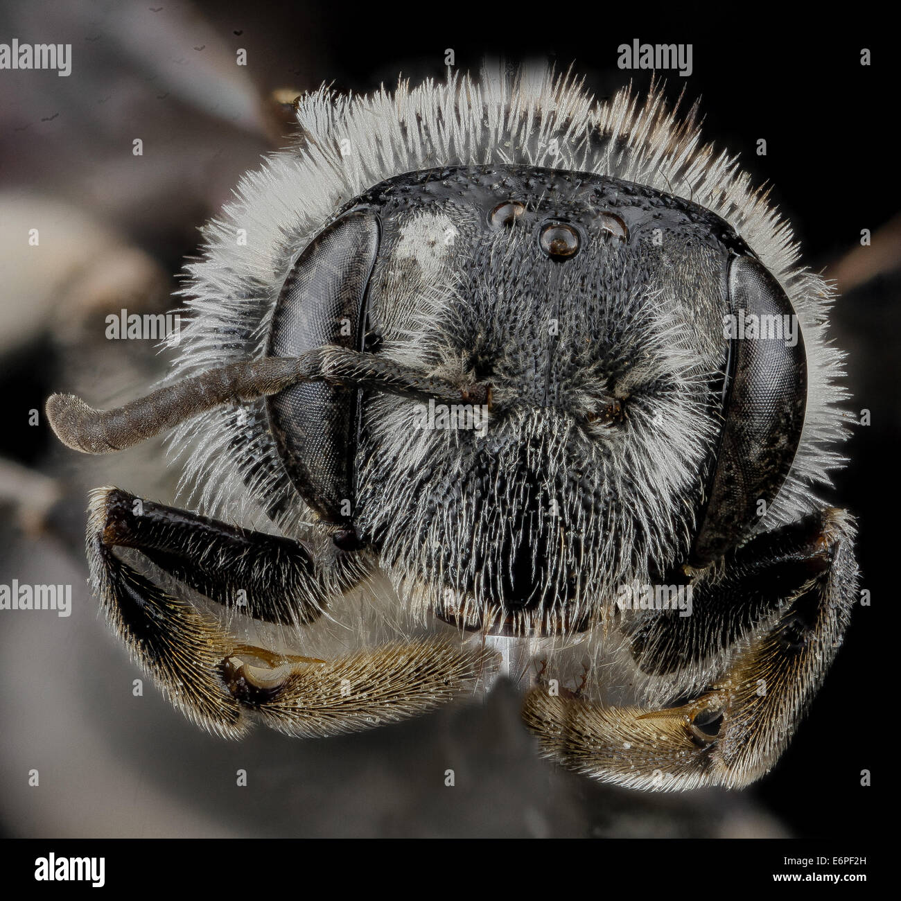 A close-up photograph of the female Andrena miranda, a mining bee ...