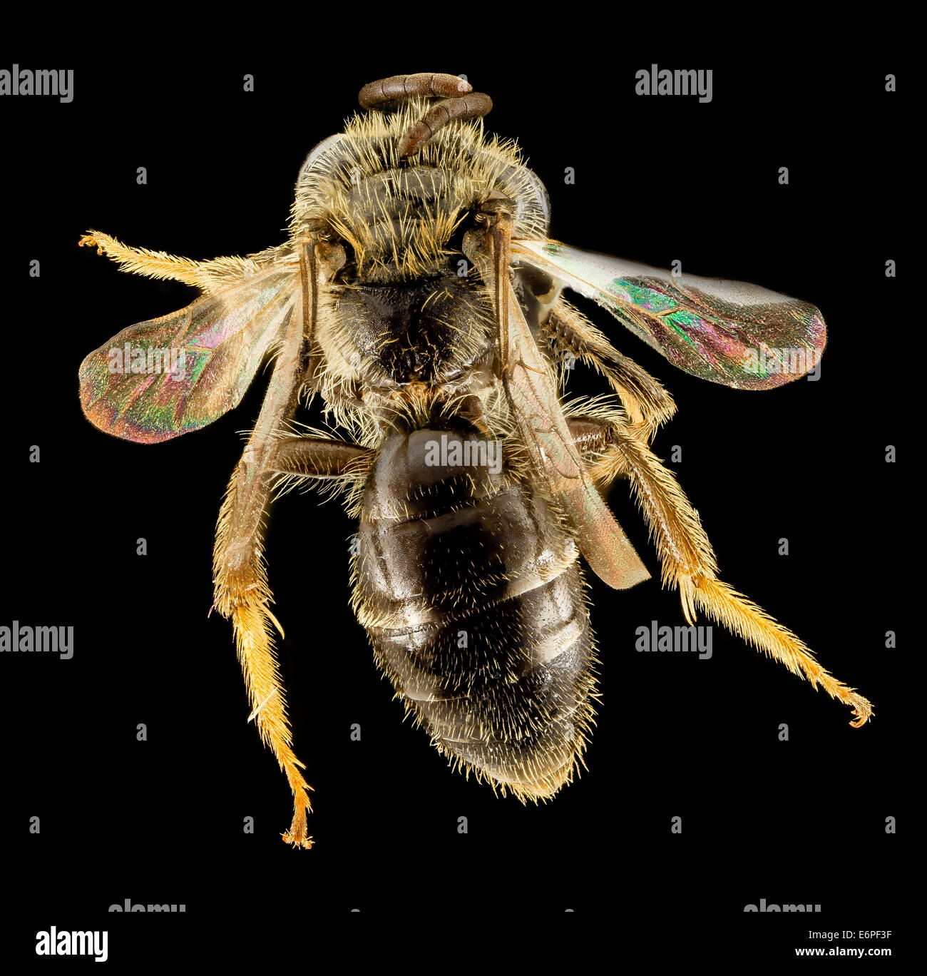 This image shows an Andrena nebecula bee from Acadia National Park in ...