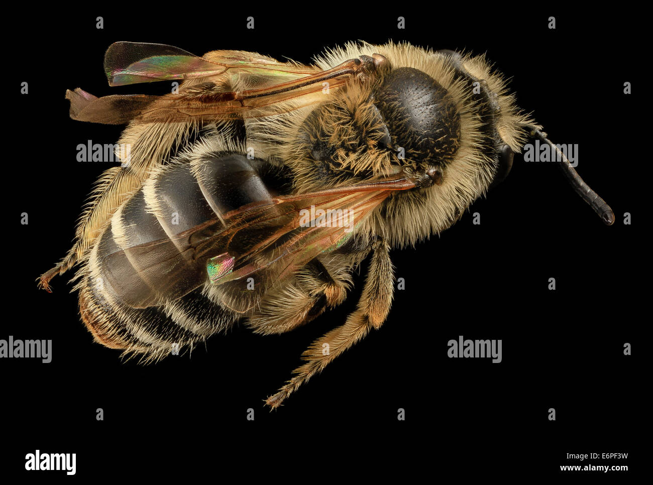 Andrena nida, a spring mining bee, photographed on a blooming wild plum ...