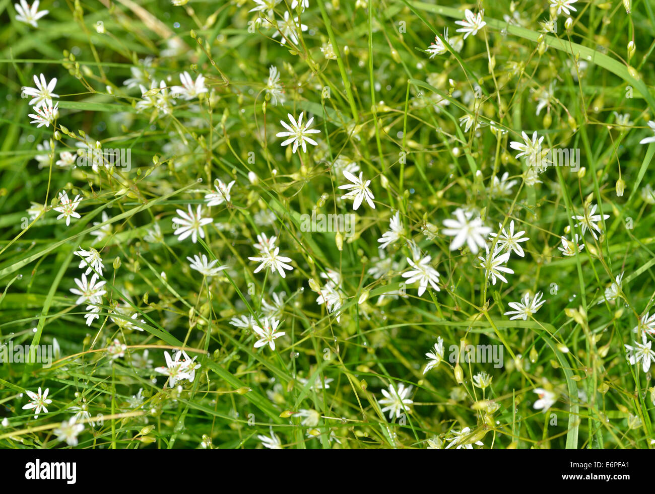 Lesser stitchwort (Stellaria graminea), UK Stock Photo - Alamy