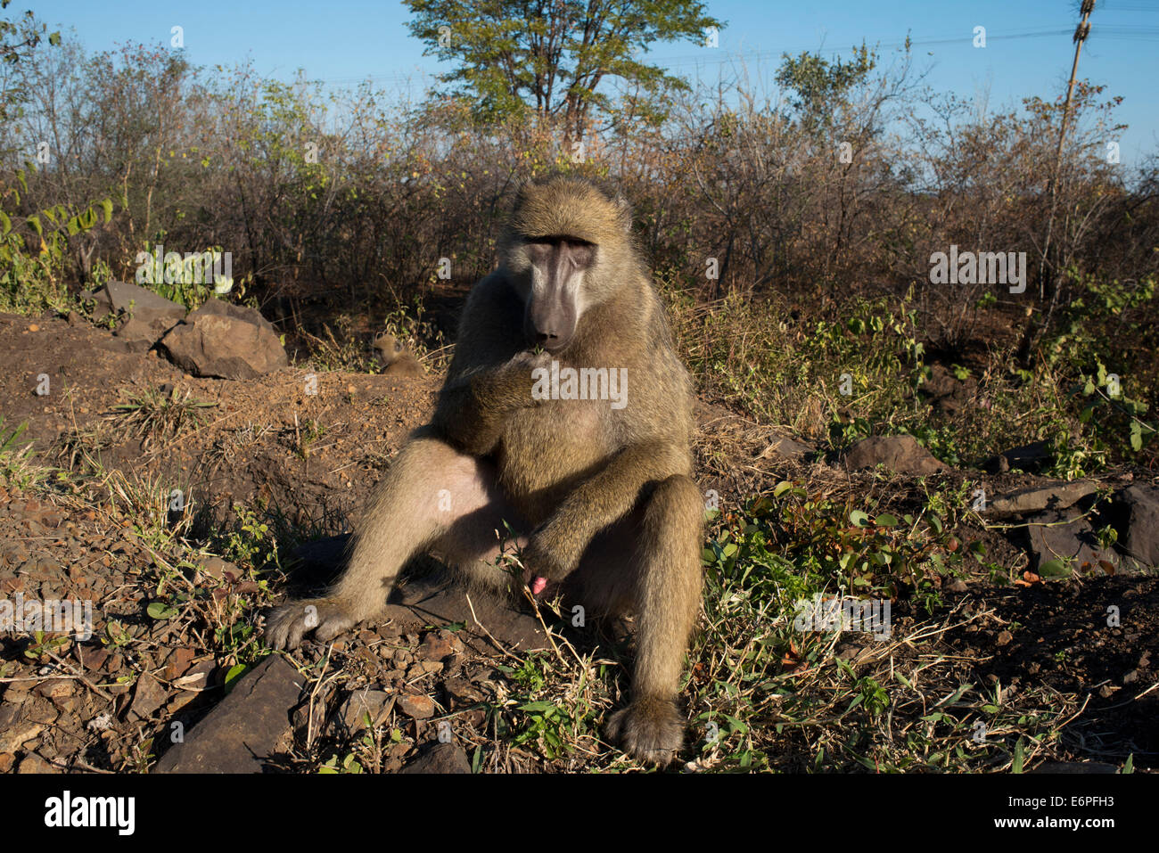Monkeys on the victoria falls hotel hi-res stock photography and images ...