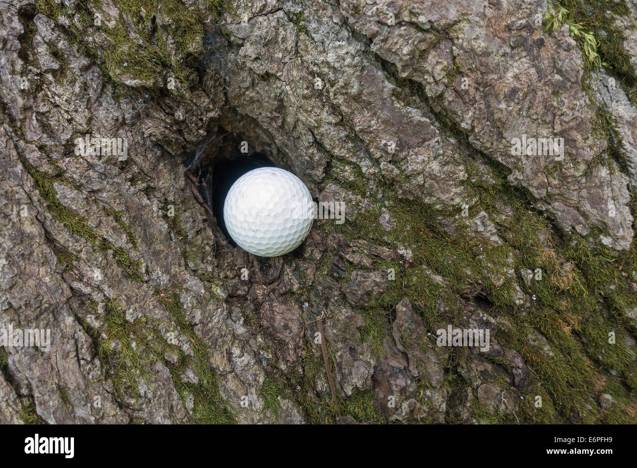 golf ball wedged in hole of tree bark Stock Photo - Alamy