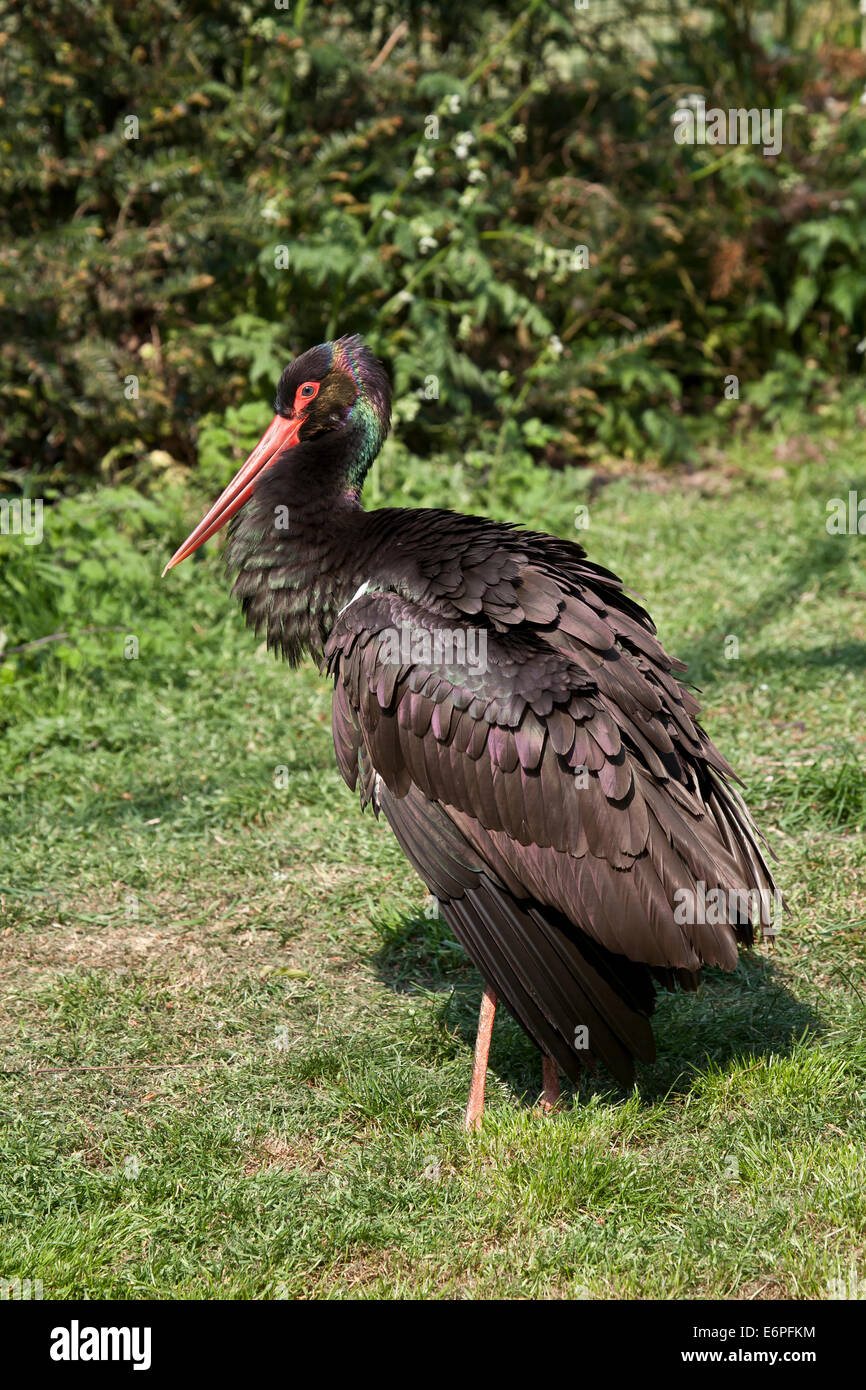 Black Stork standing, looking to the left Stock Photo - Alamy