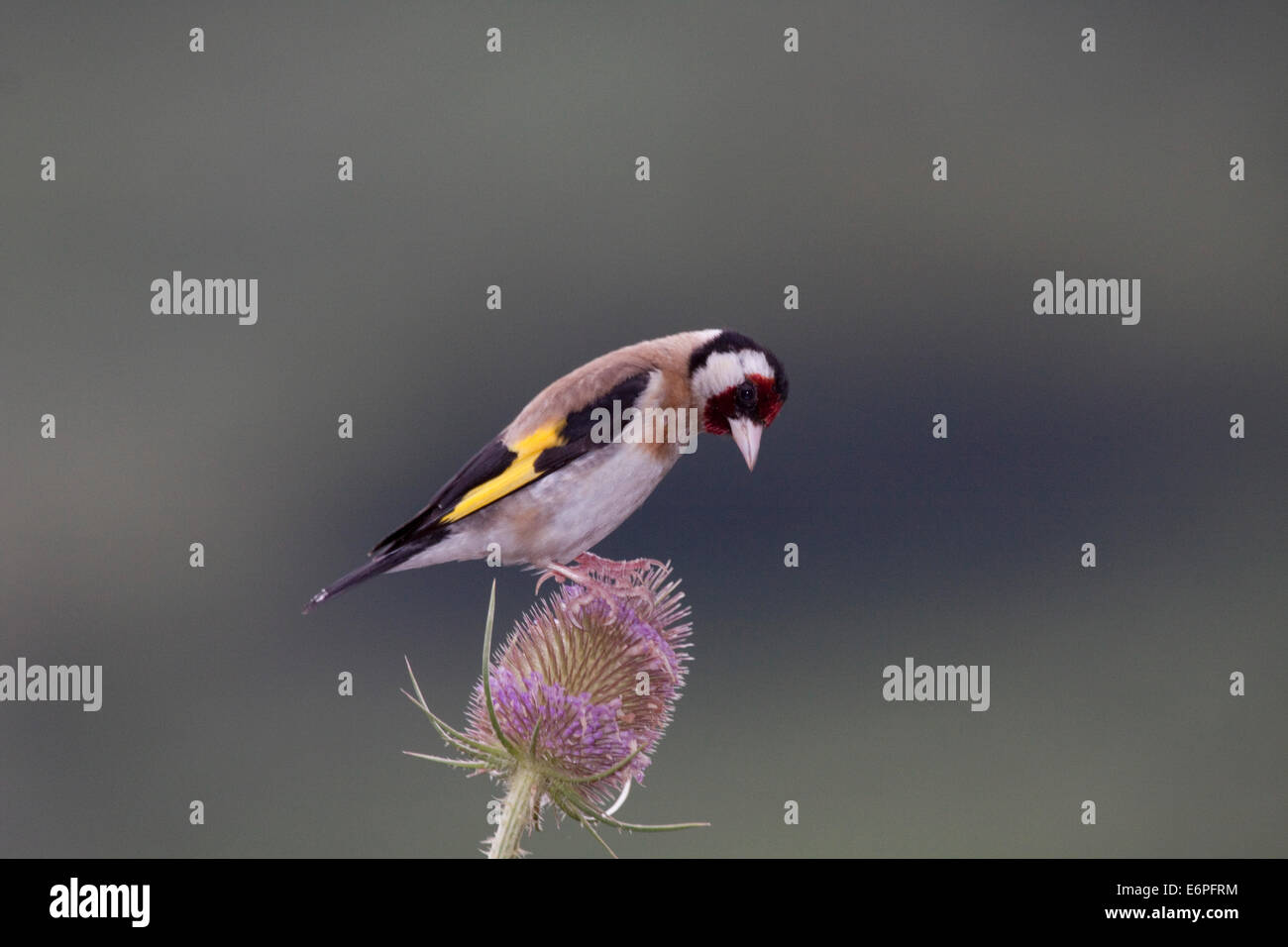 a bird goldfinch perched on a flowering Teasel Stock Photo - Alamy