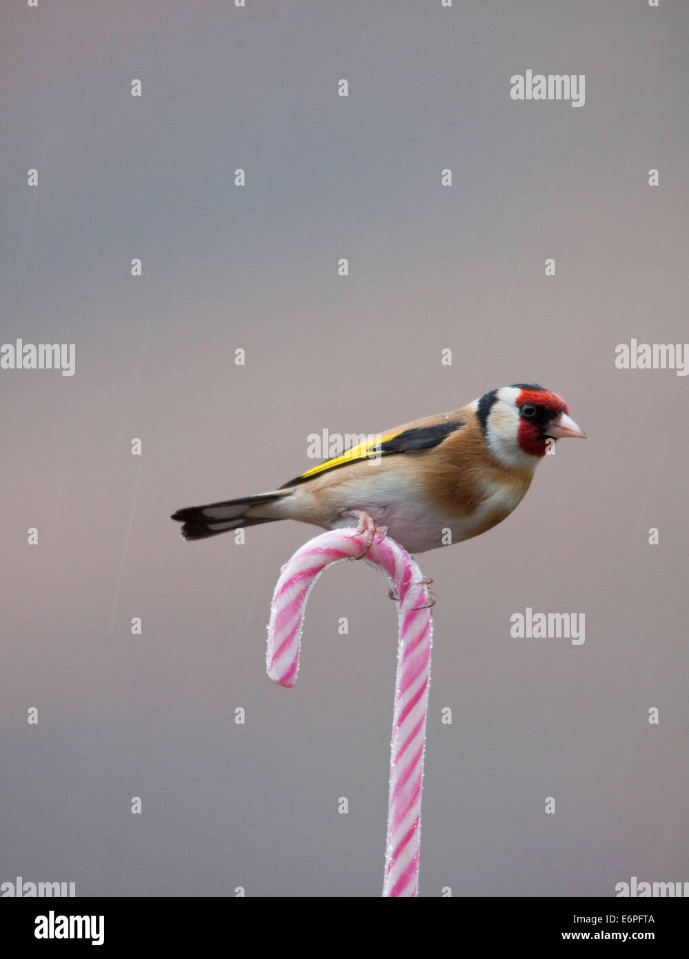 Finch funny hi-res stock photography and images - Alamy