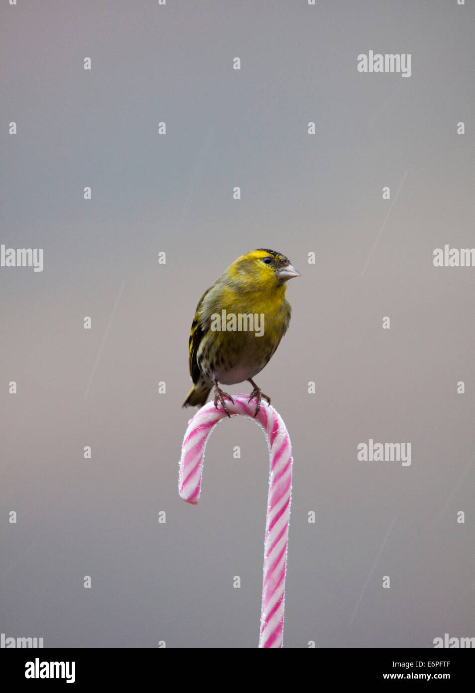 Candy humor hi-res stock photography and images - Alamy