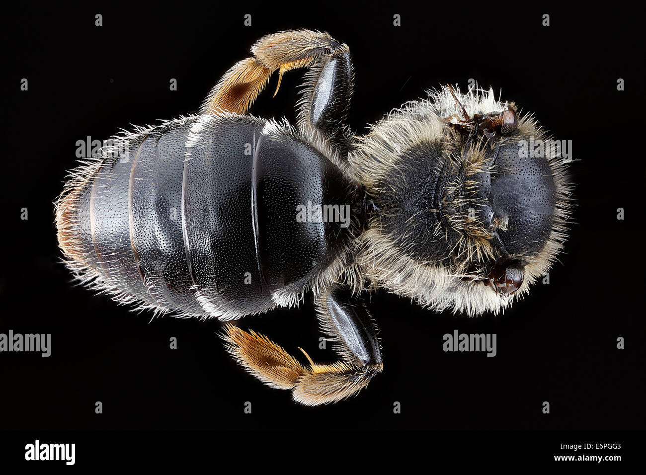 A detailed image of the female Andrena cresonii, focusing on its ...