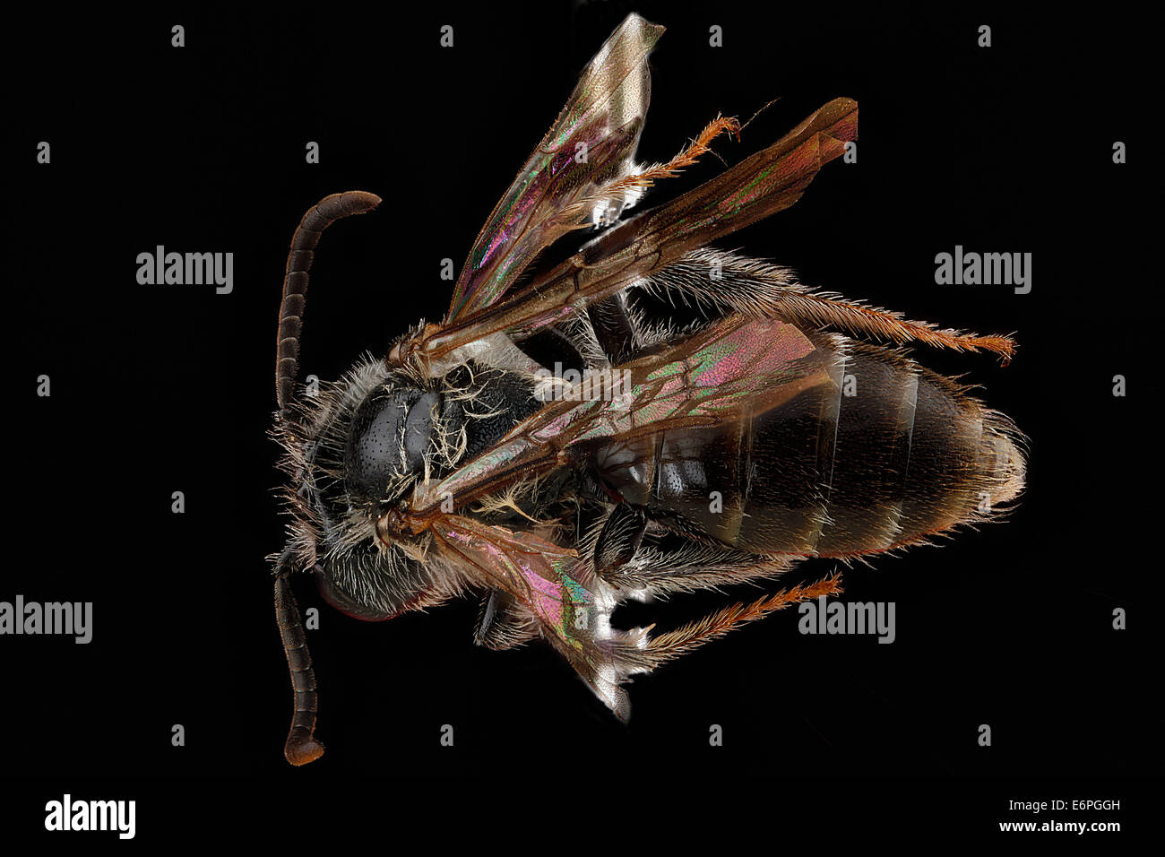 A male Andrena fragilis mining bee is captured from the back. Known for ...