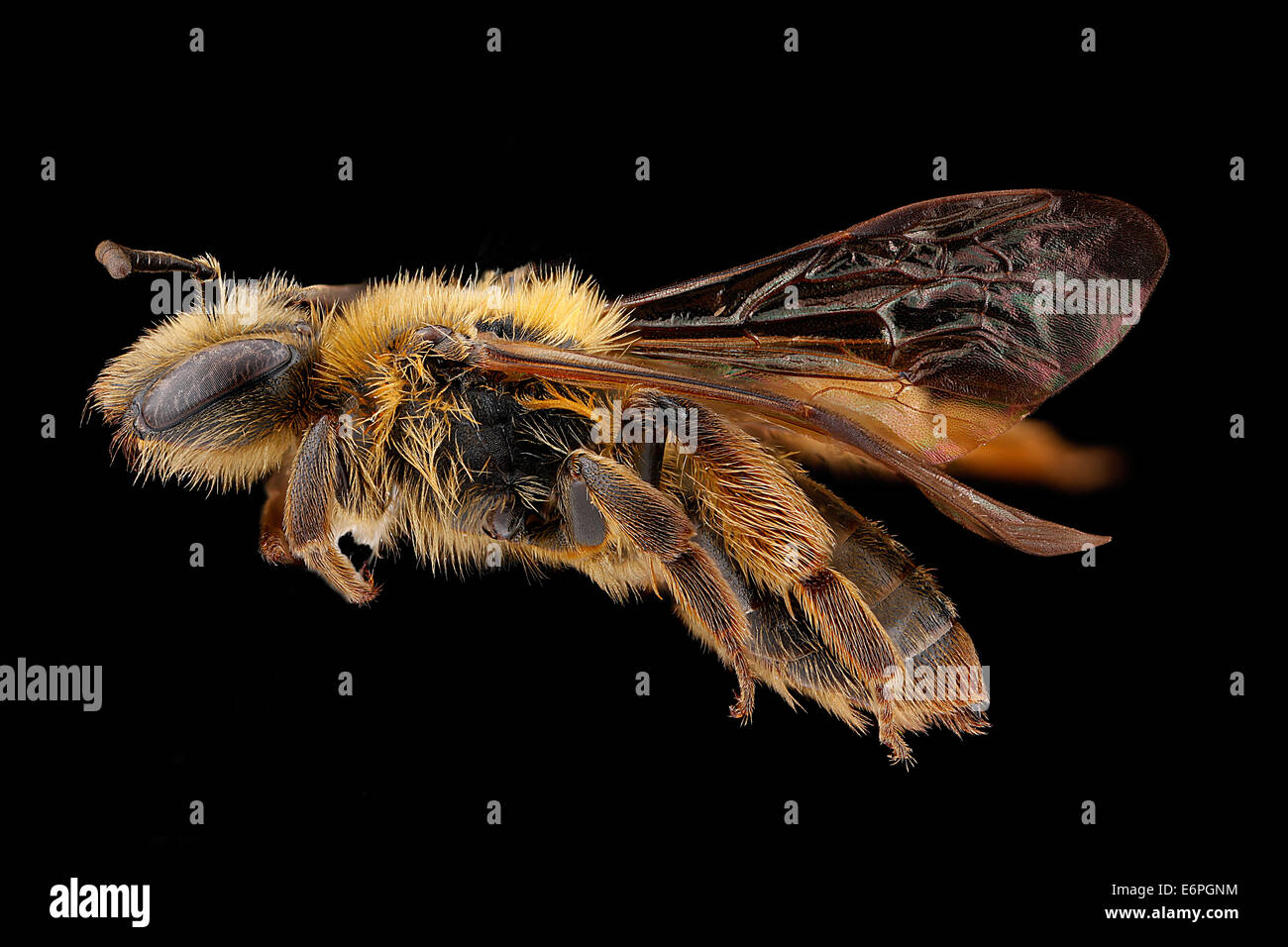 Andrena nigrihirta, a species of mining bee, is shown from the side ...