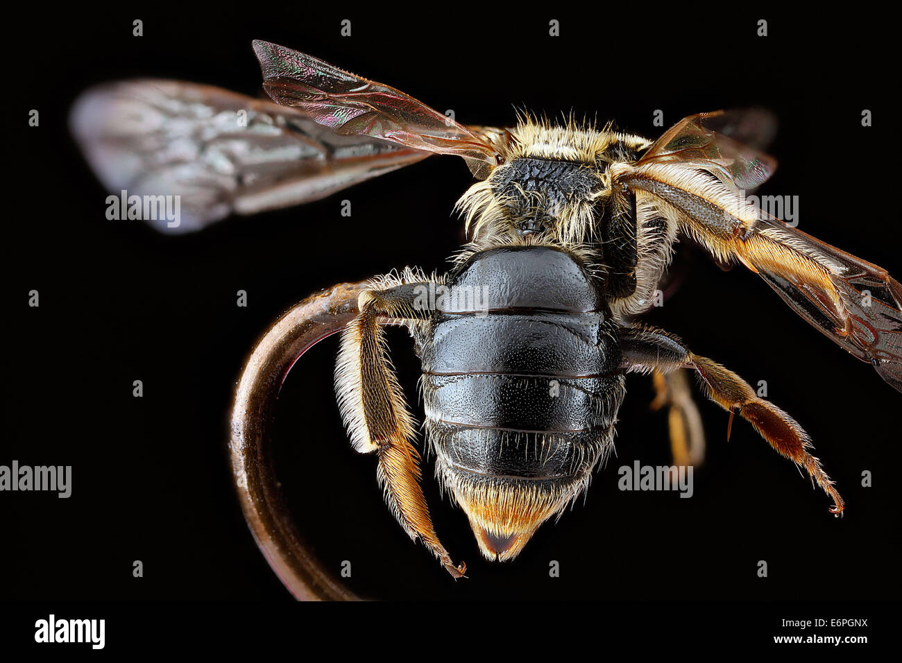 Bee Abdomen