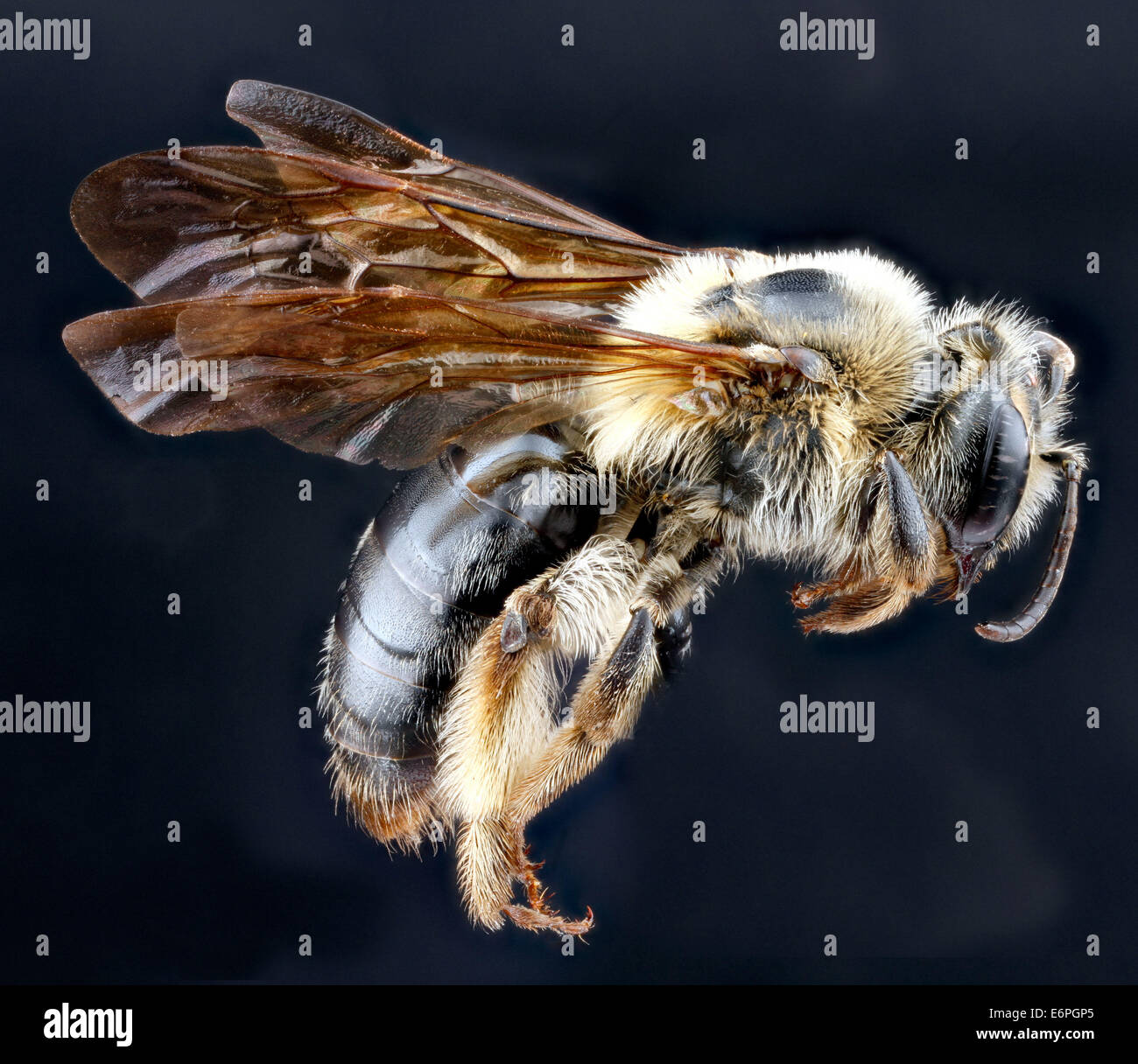 The Andrena perplexa, a mining bee species, was photographed side-on to ...