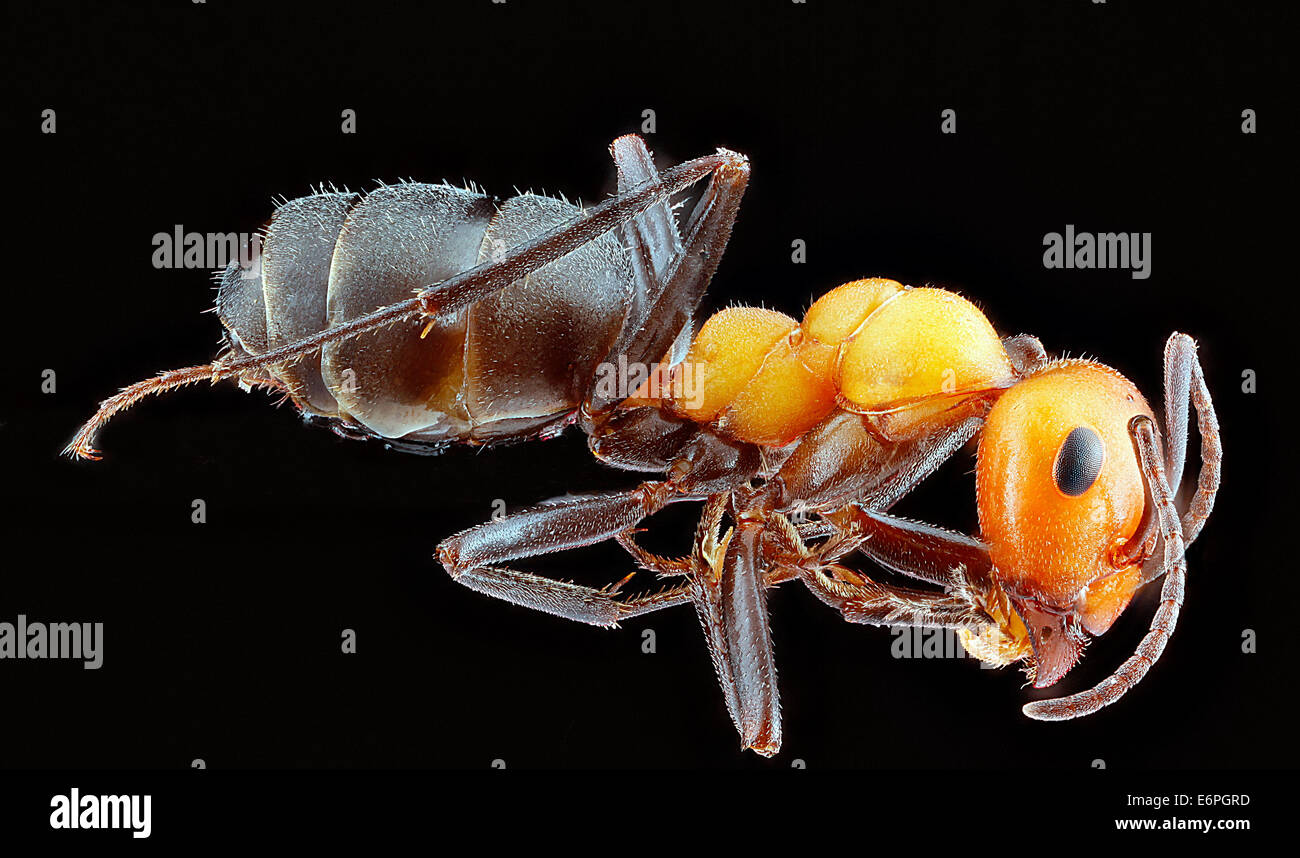 A side view of an ant, showcasing its detailed anatomy and ecological ...