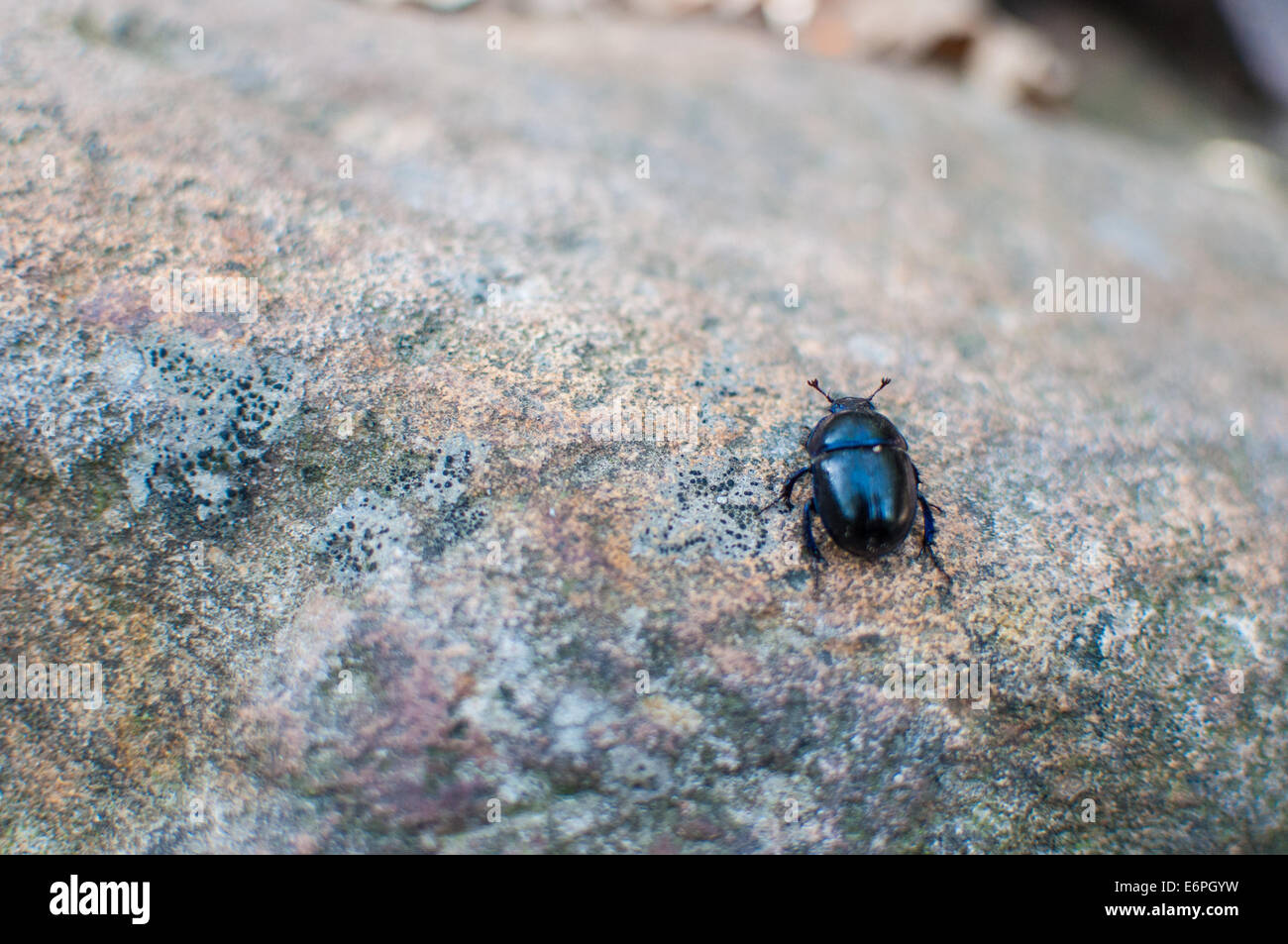 Insect on stone hi-res stock photography and images - Alamy