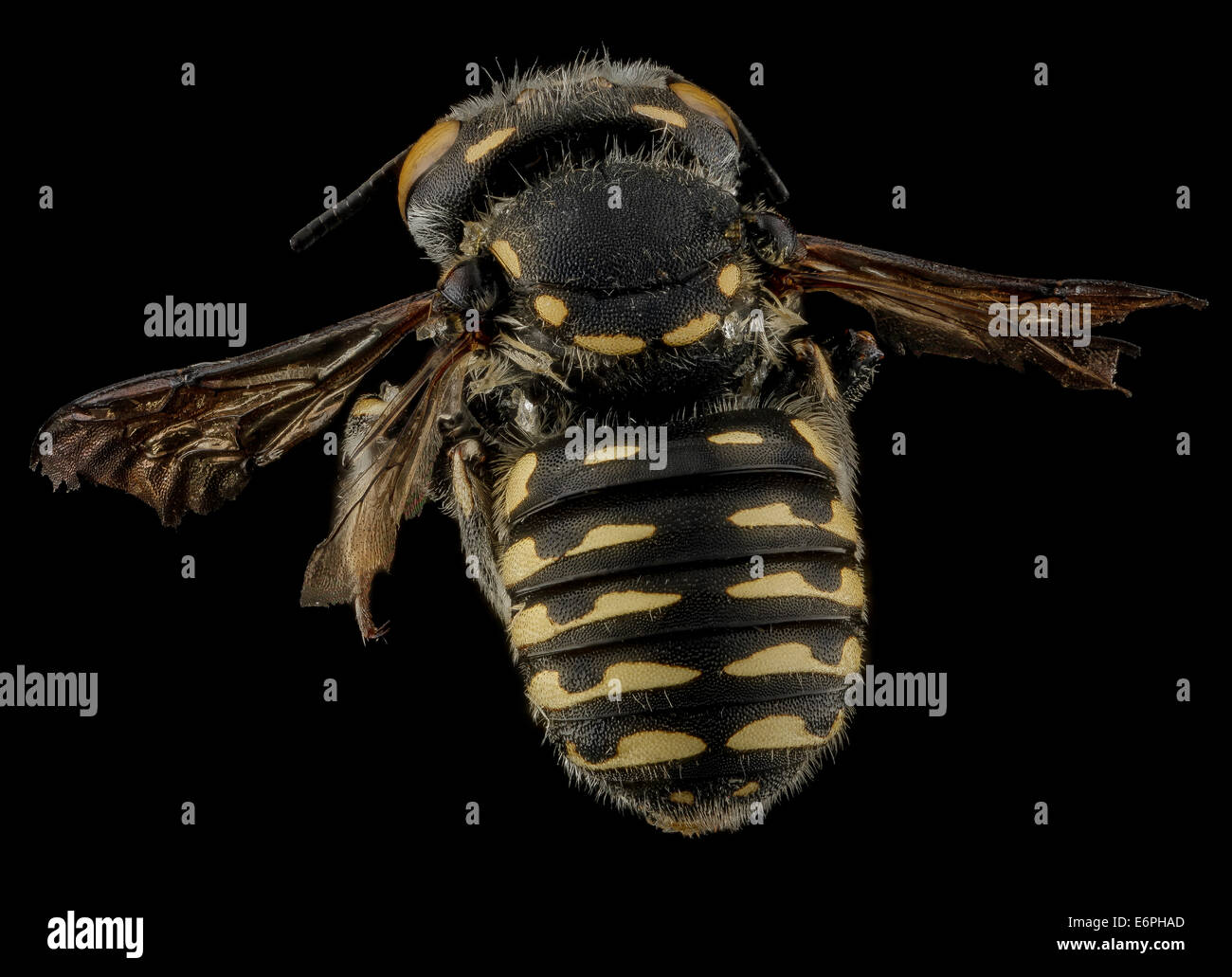 This image shows a female Anthidium maculifrons, a species of bee ...