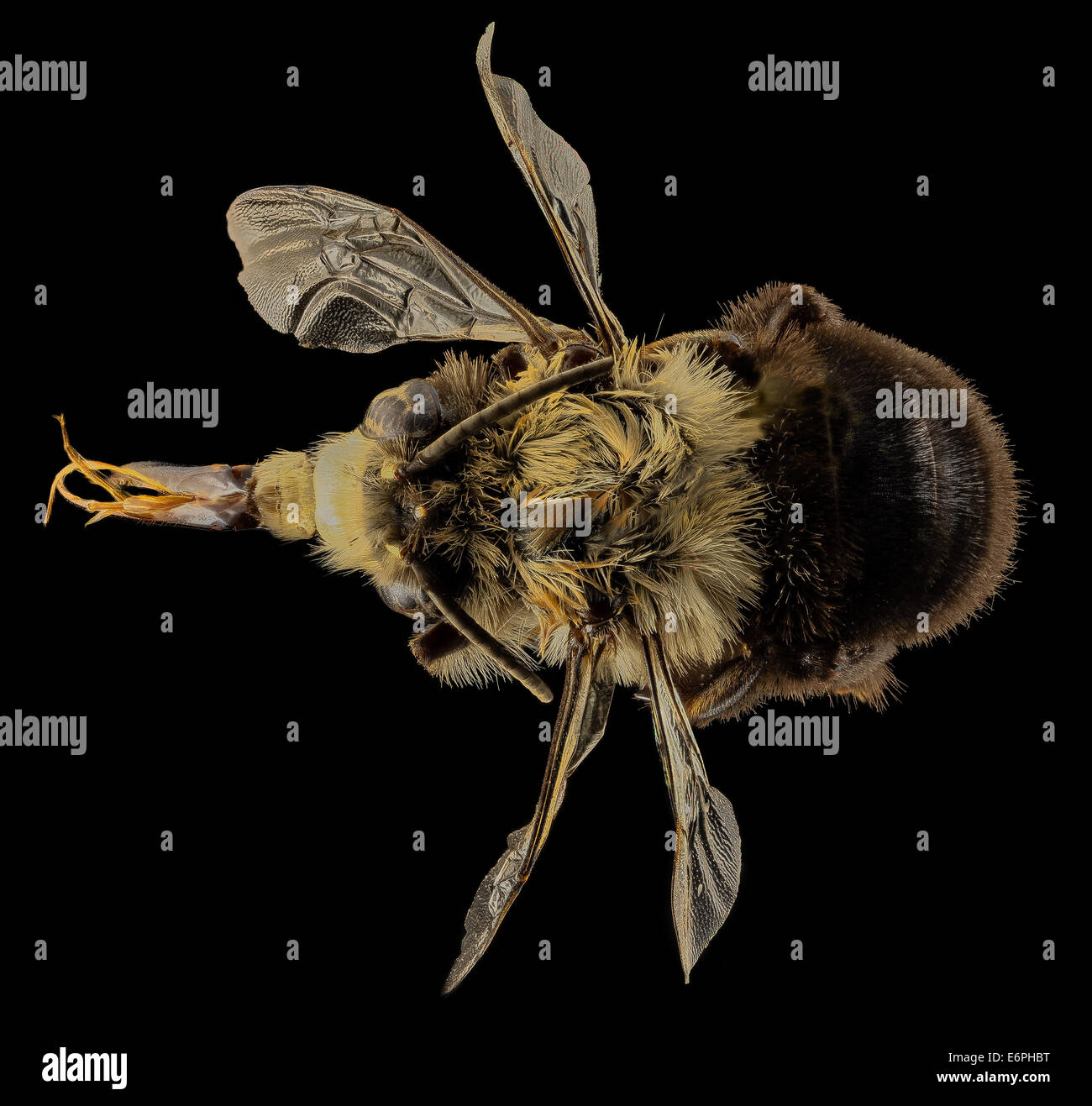 A male Anthophora abrupta bee photographed in PG County, Maryland ...