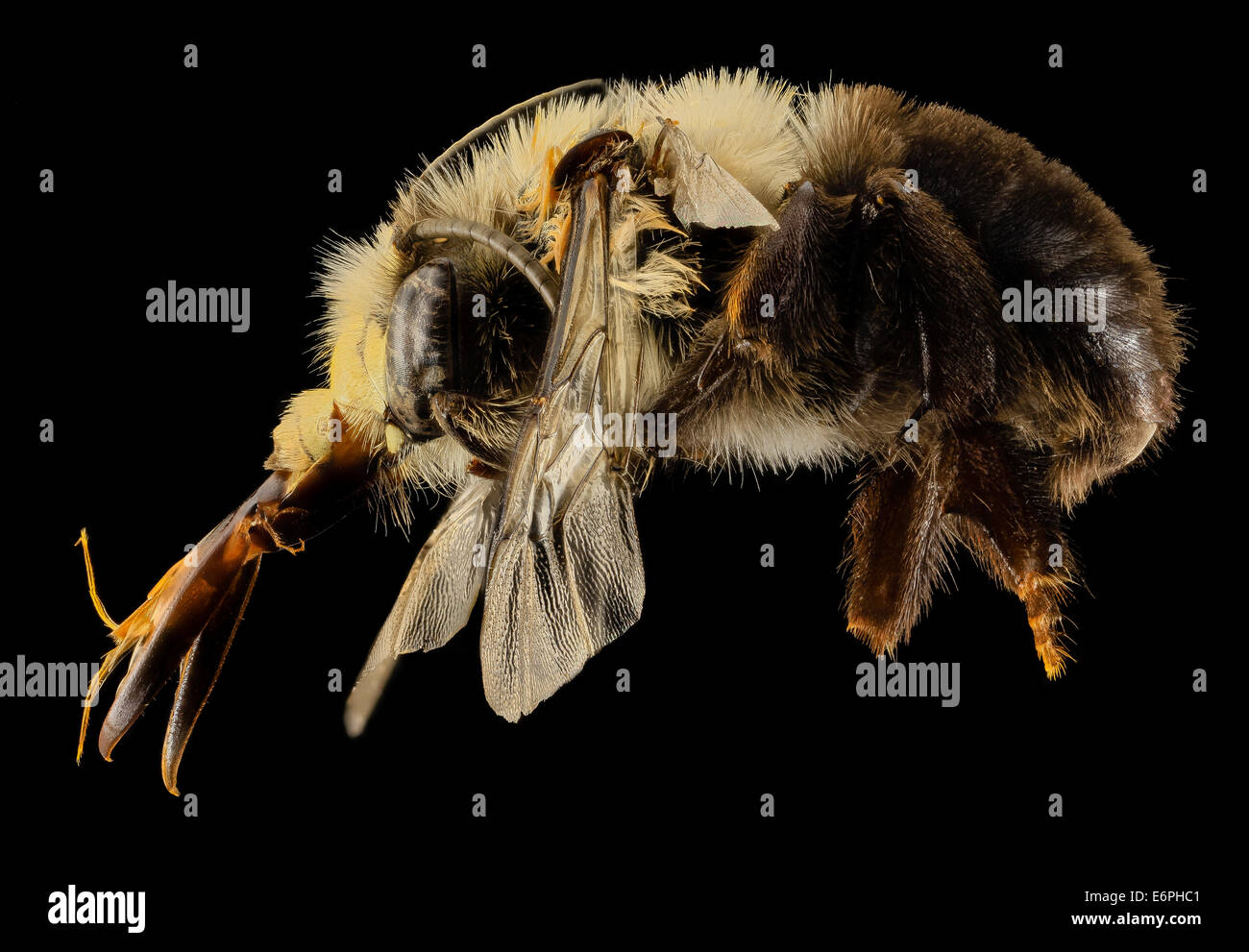 Anthophora abrupta, a male bee species, was observed in Prince George’s ...