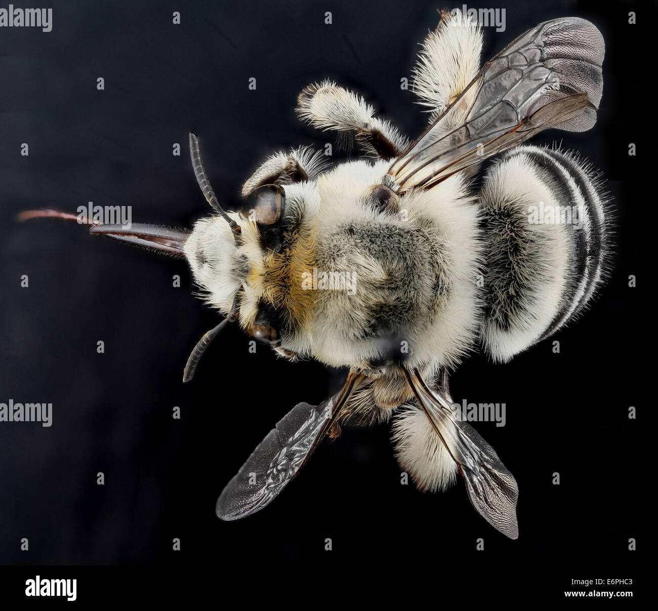 Binomial anthophora affabilis hi-res stock photography and images - Alamy
