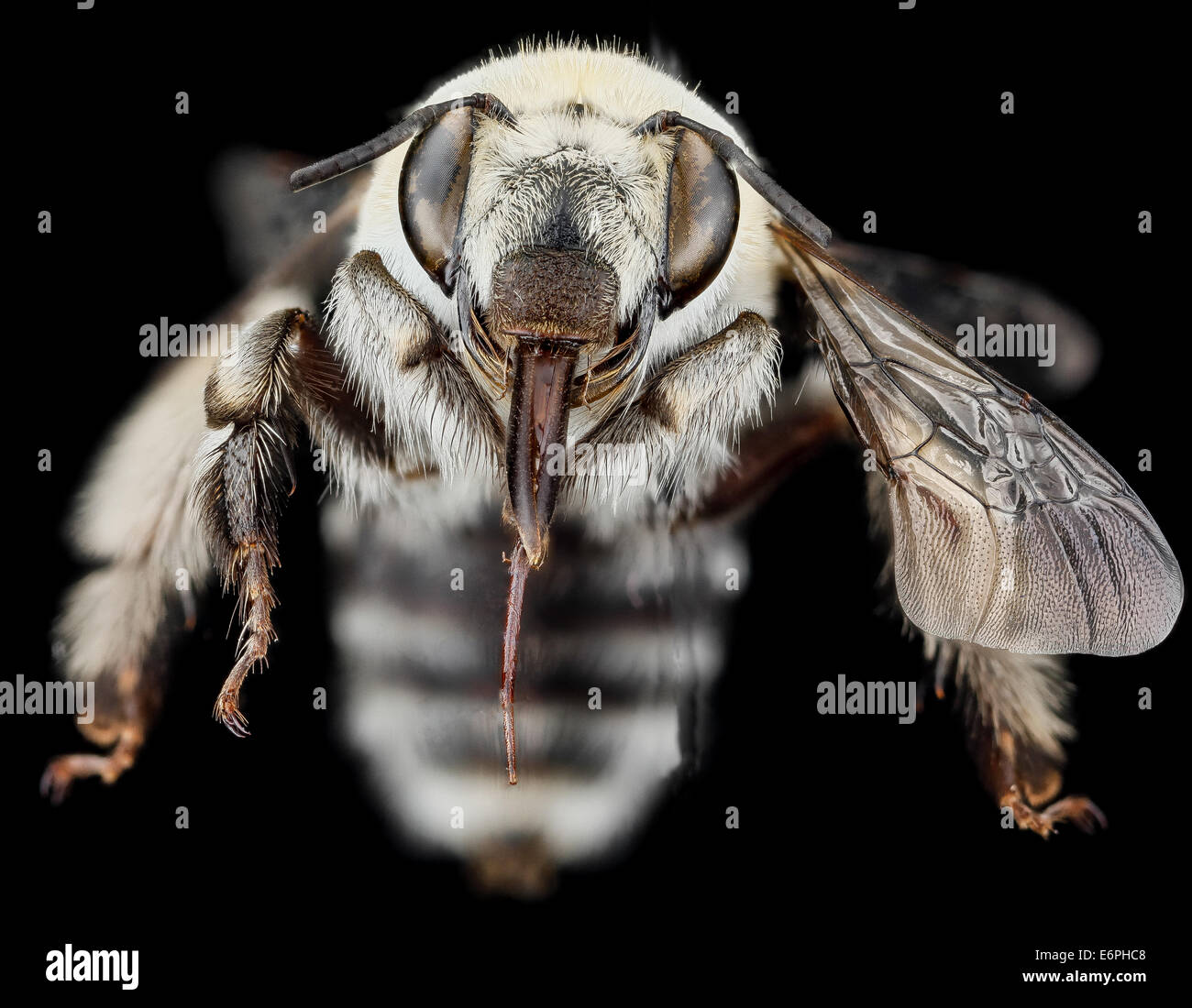 Labial palp bee hi-res stock photography and images - Alamy