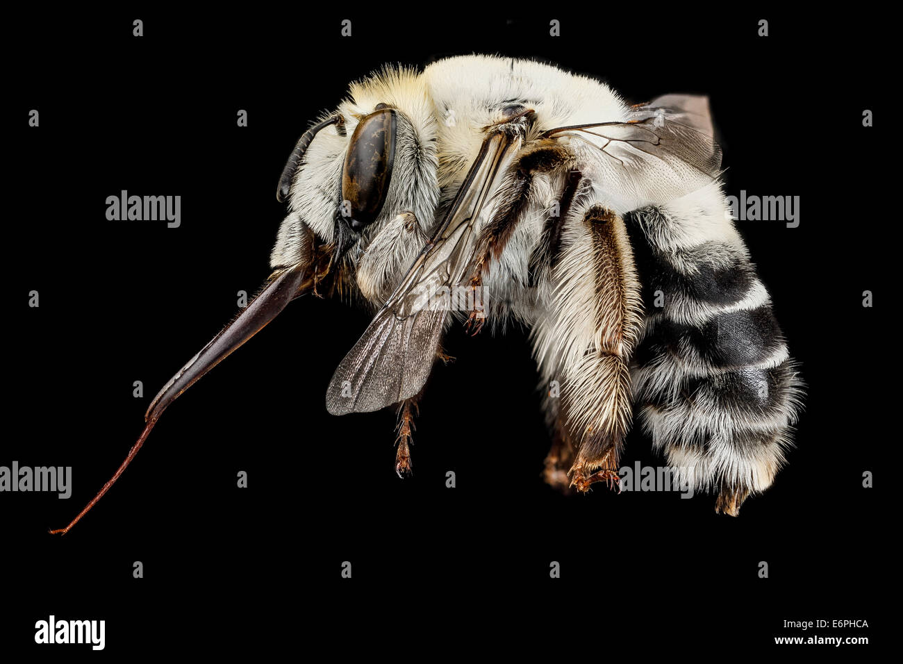 A female Anthophora affabilis, a species of bee, photographed in the ...